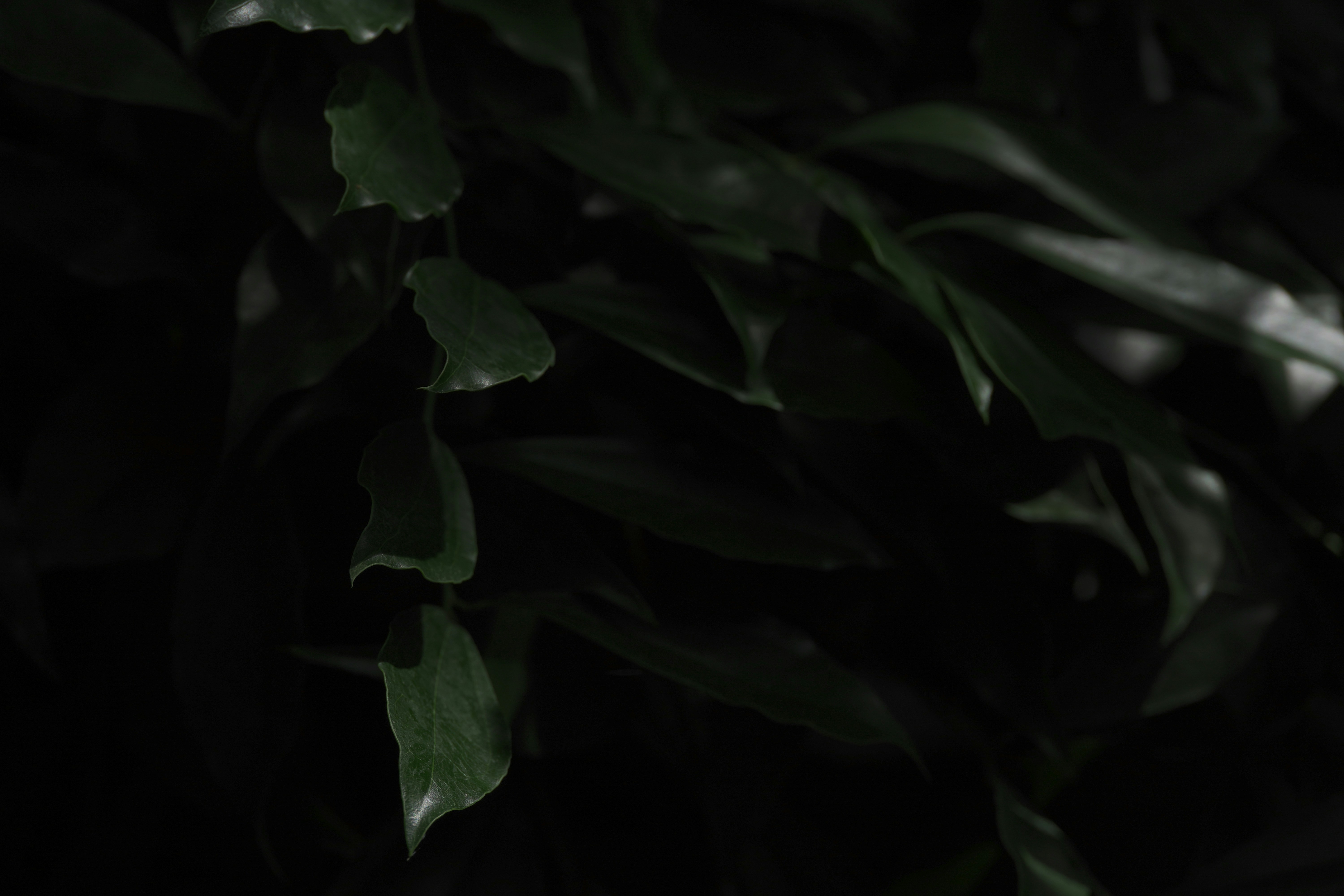 Photo by Travis Chen with Sony Alpha 7C