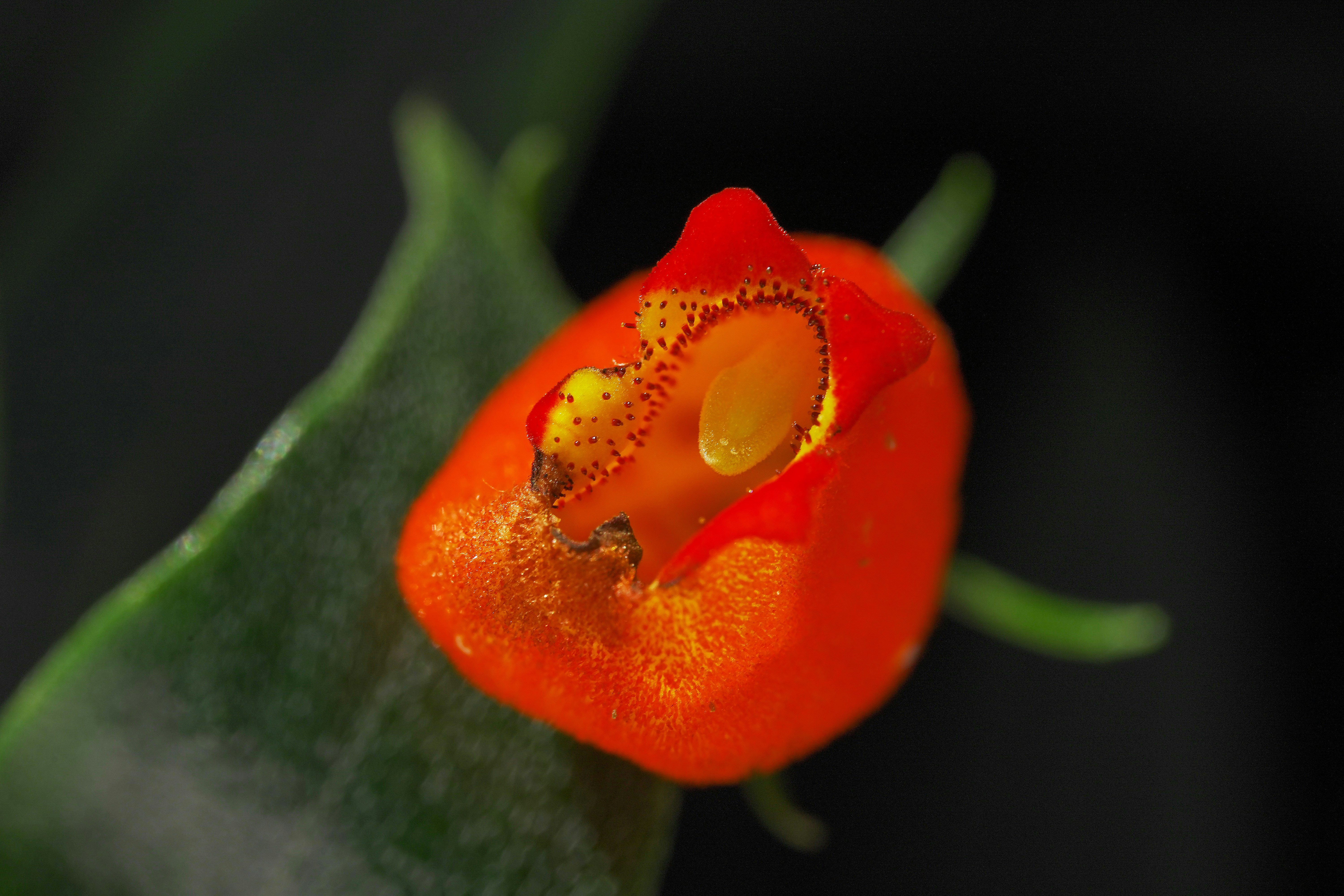 Crimson Petal Core: macro study of texture and warmth