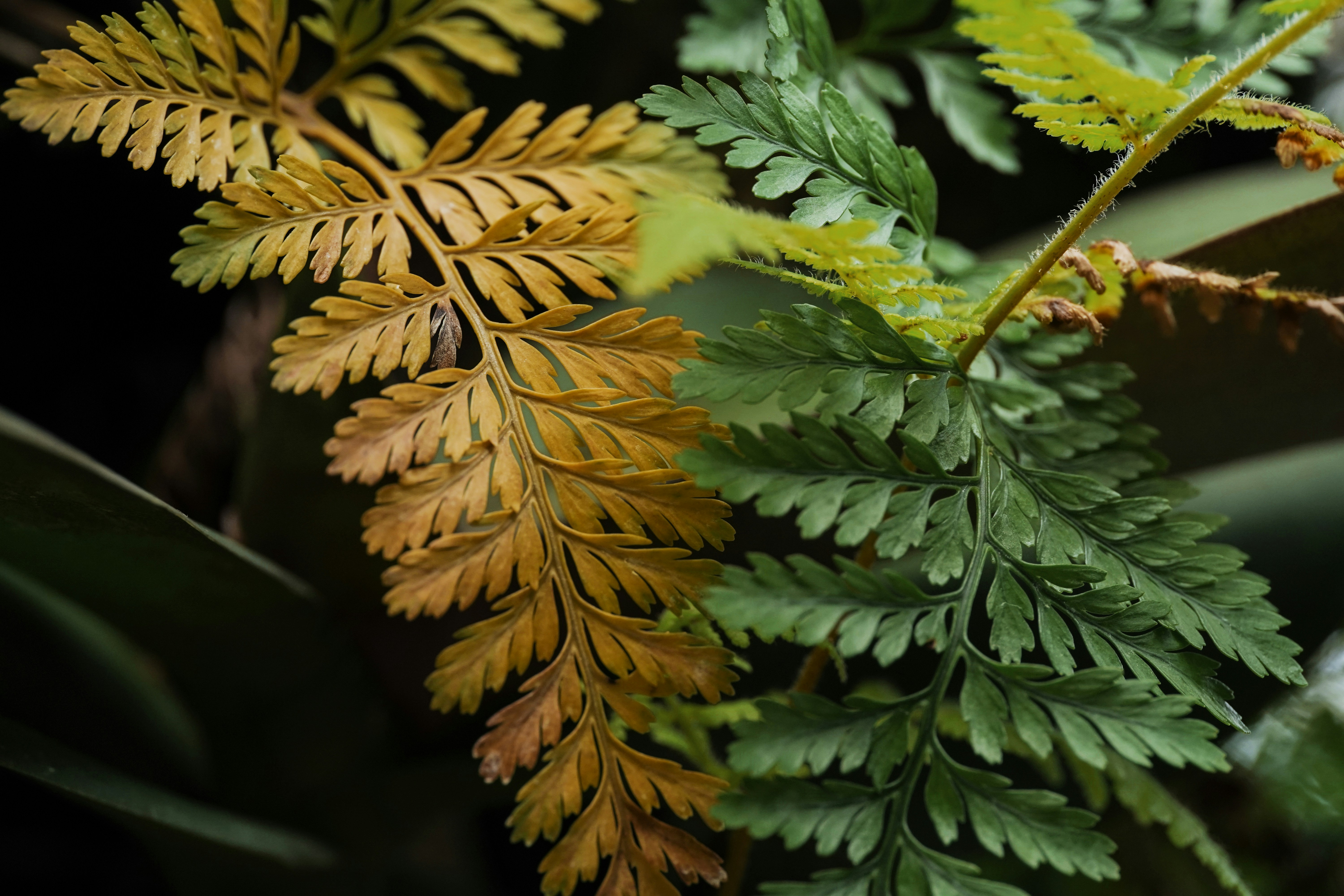 Two-Tone Fern: Gold-Brown Frond in a Quiet Green Confluence