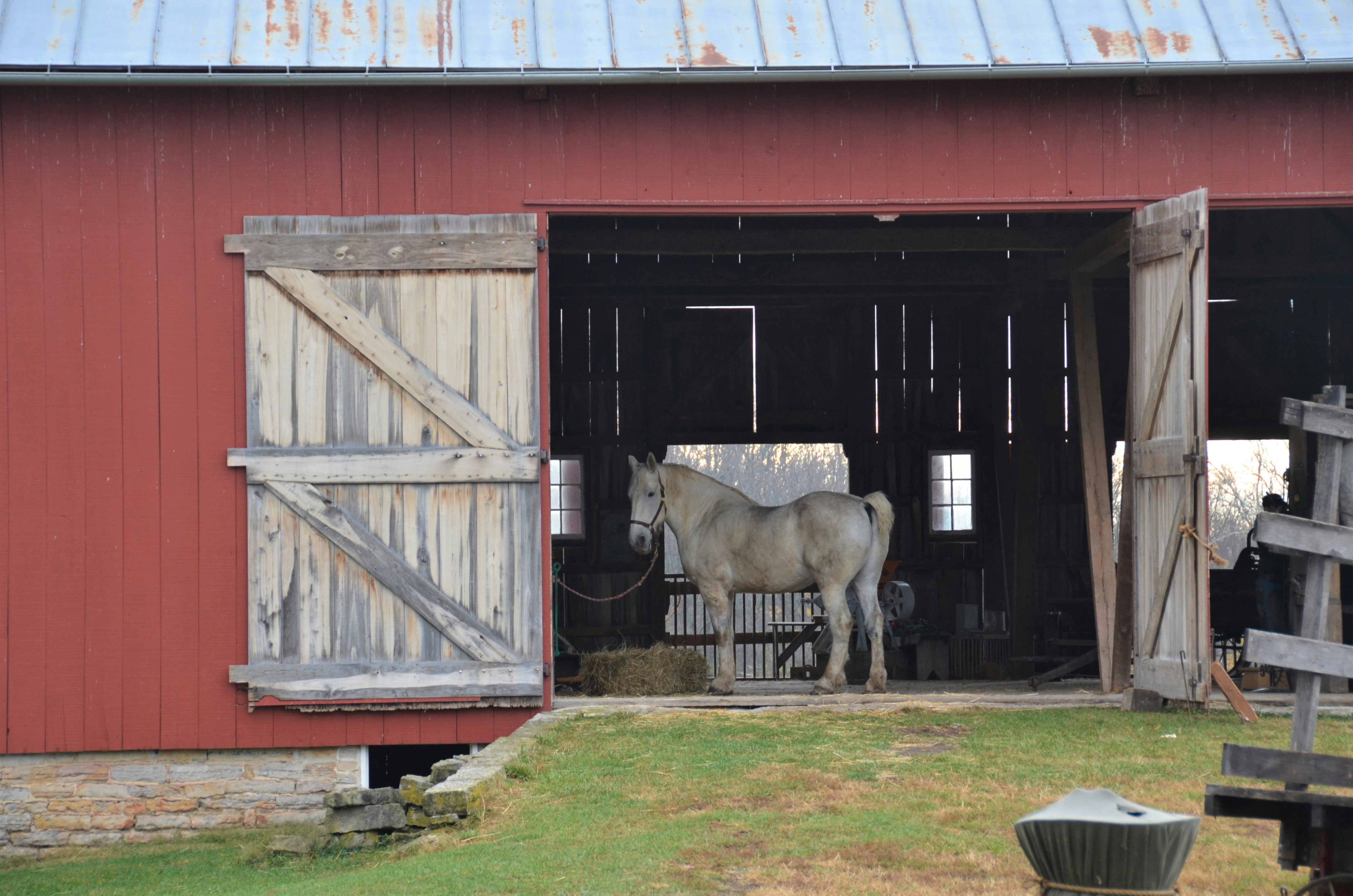Old red bank barn and white draft horse waiting for his turn with the Farrier