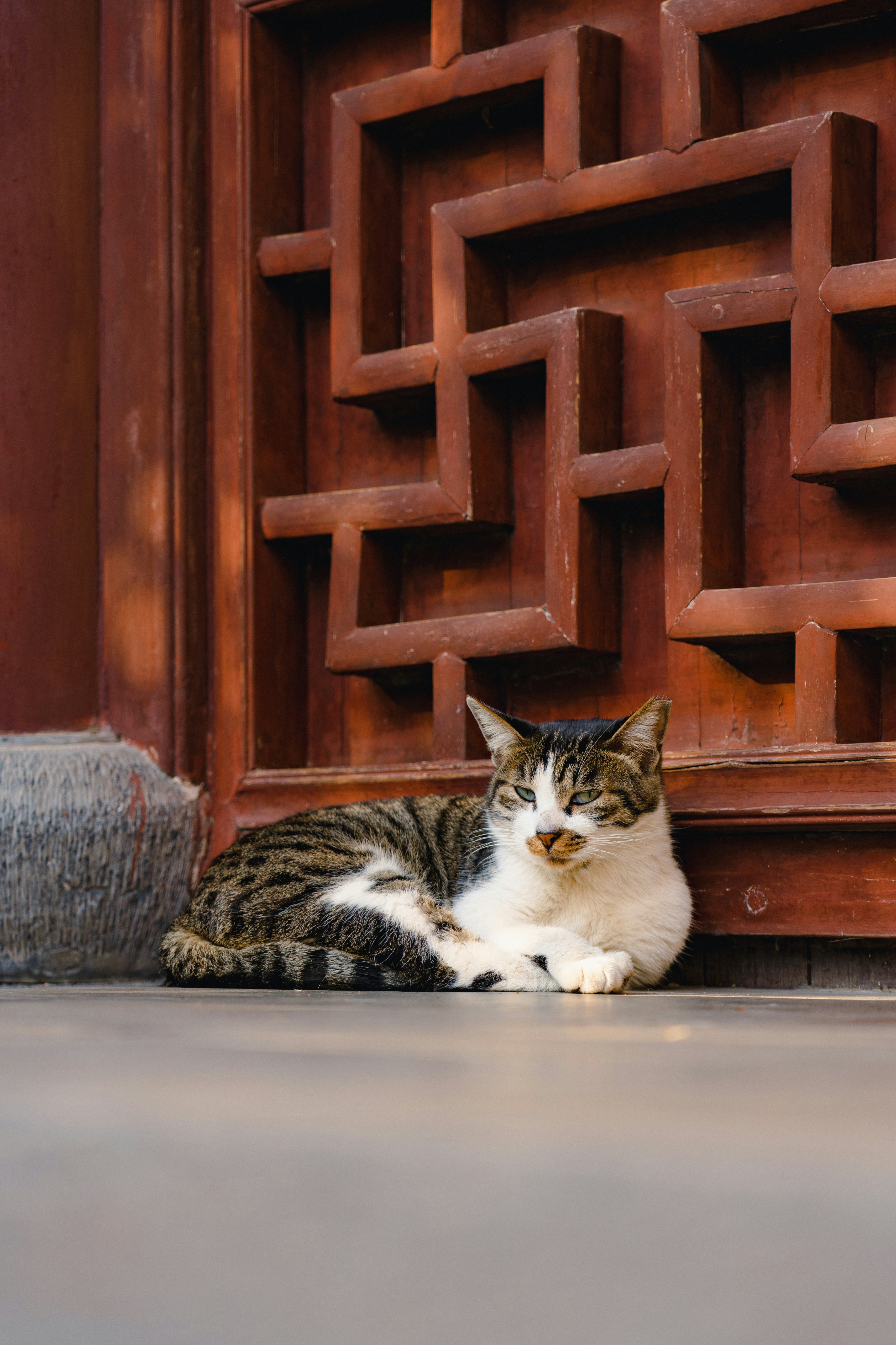 Cat at the Threshold: A Tabby Resting Against a Geometric Red Carved Screen