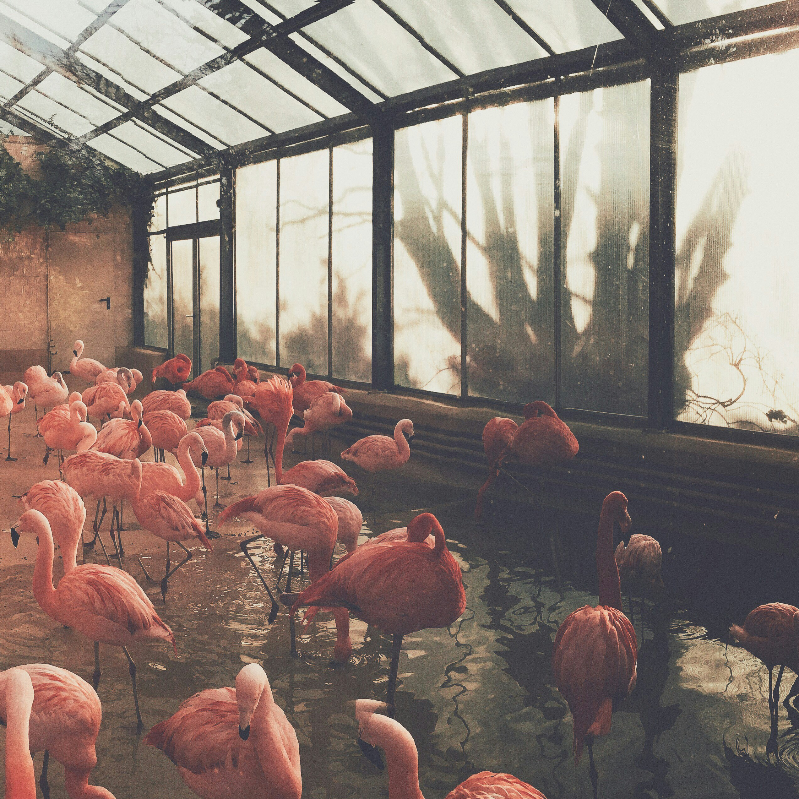 Dreamy snapshot of Flamingos in captivity during the winter break.
