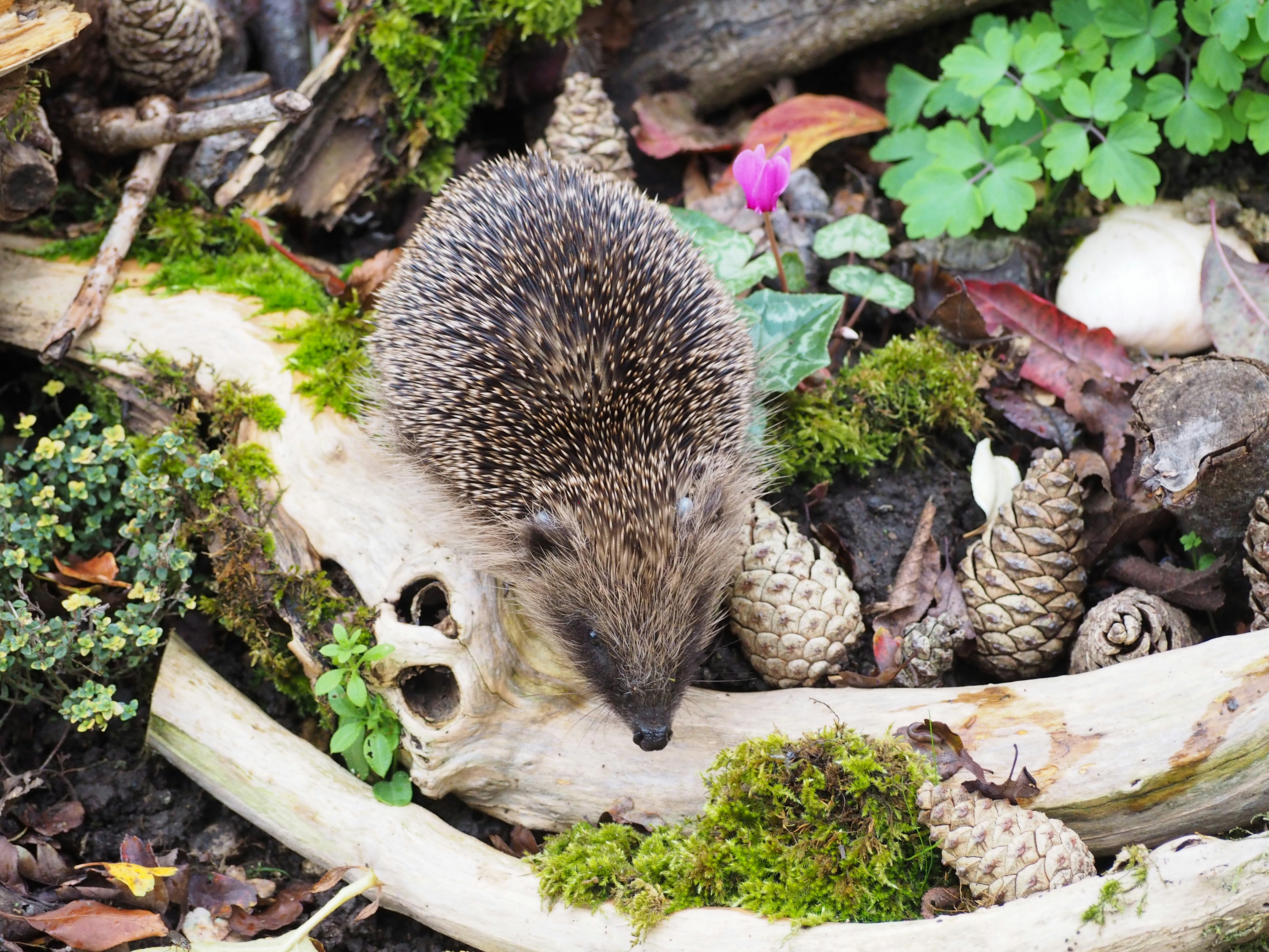 A hedgehog on a log photo – Free Animal Image on Unsplash