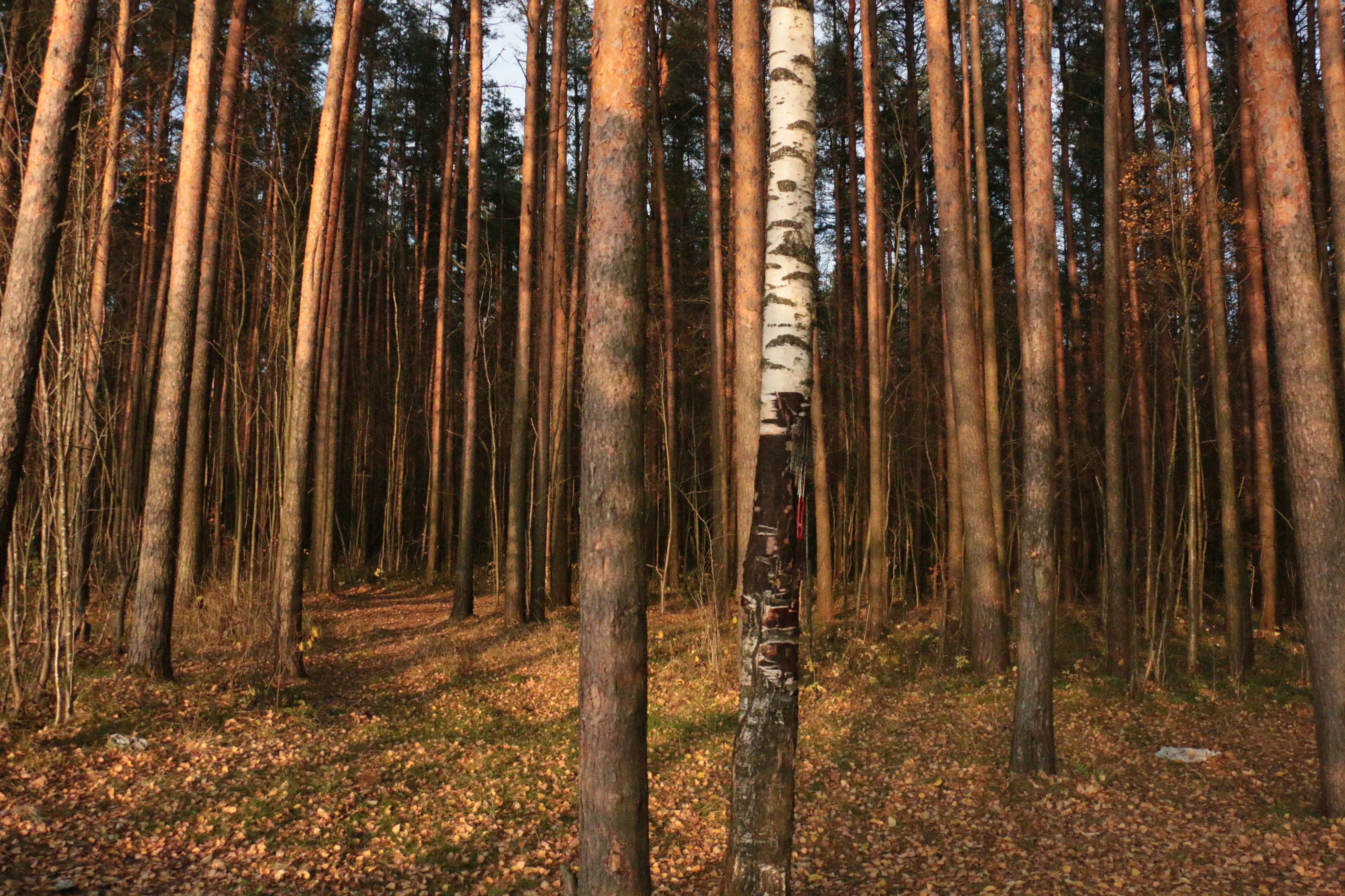 Photo by victor victorov with Canon EOS 70D