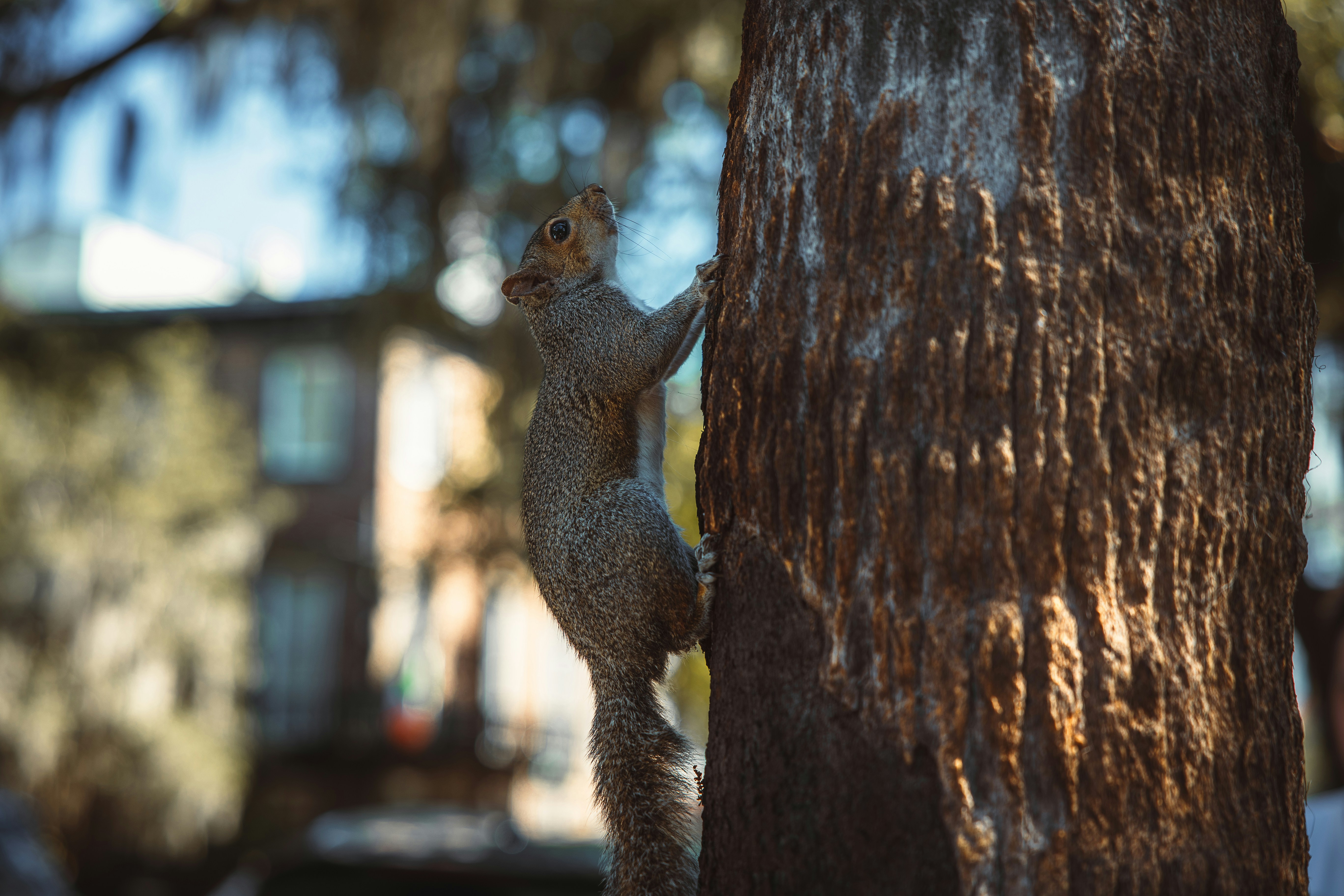 Squirrel Clings to a Sunlit Tree Trunk in a Quiet City Park