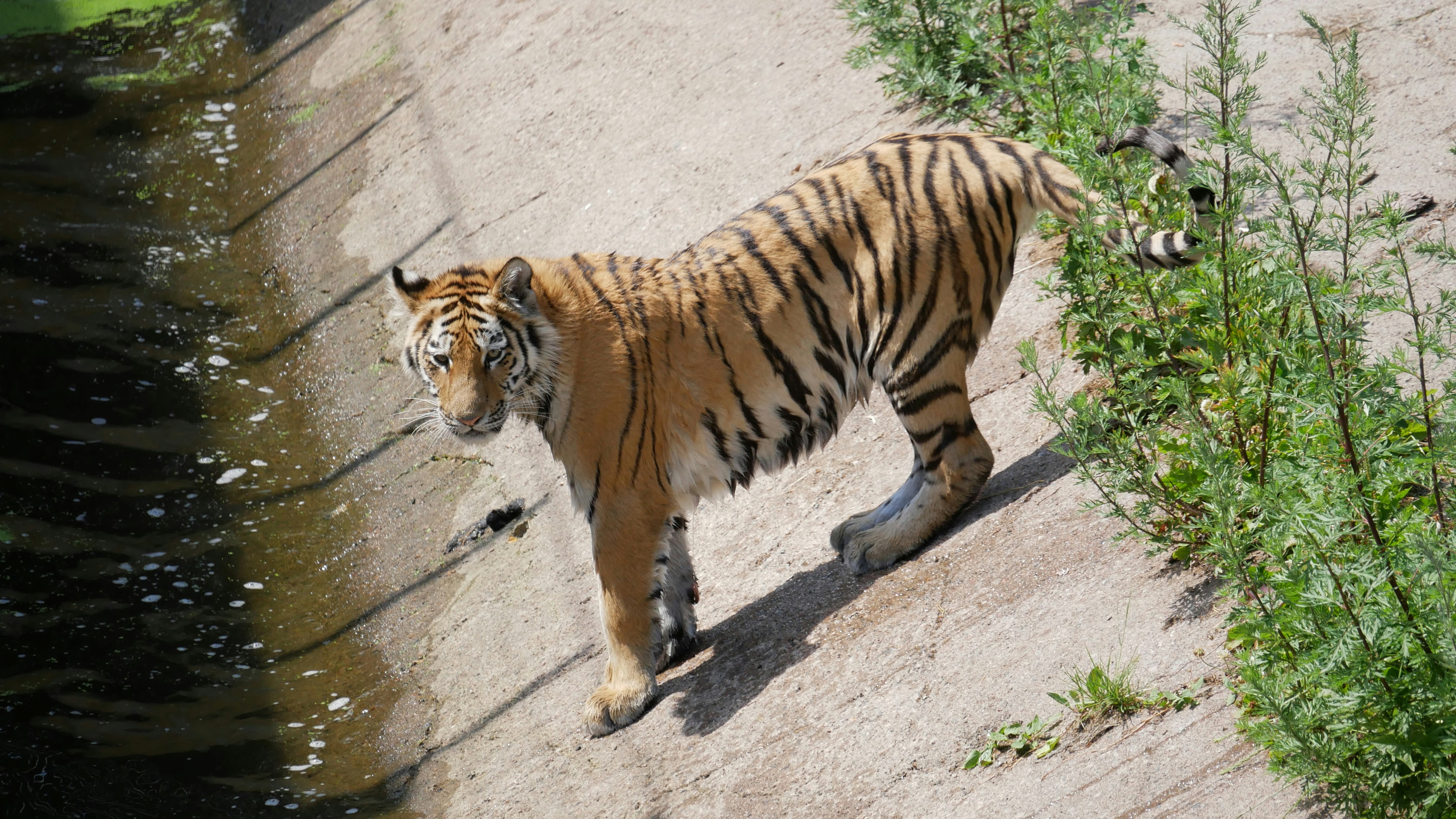 A tiger walking on a path by water photo – Free Kolmården zoo Image on ...