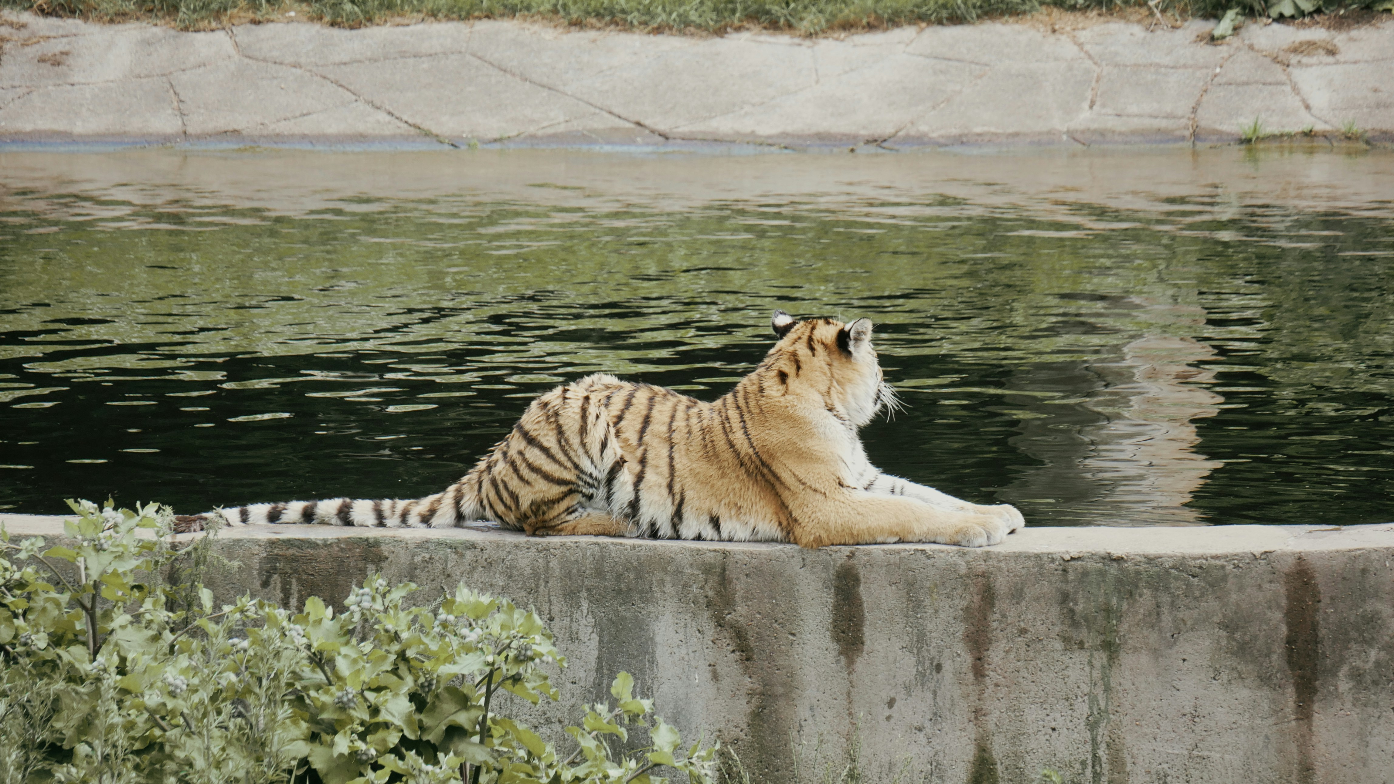 A tiger lying on a ledge by a body of water photo – Free Animal Image ...
