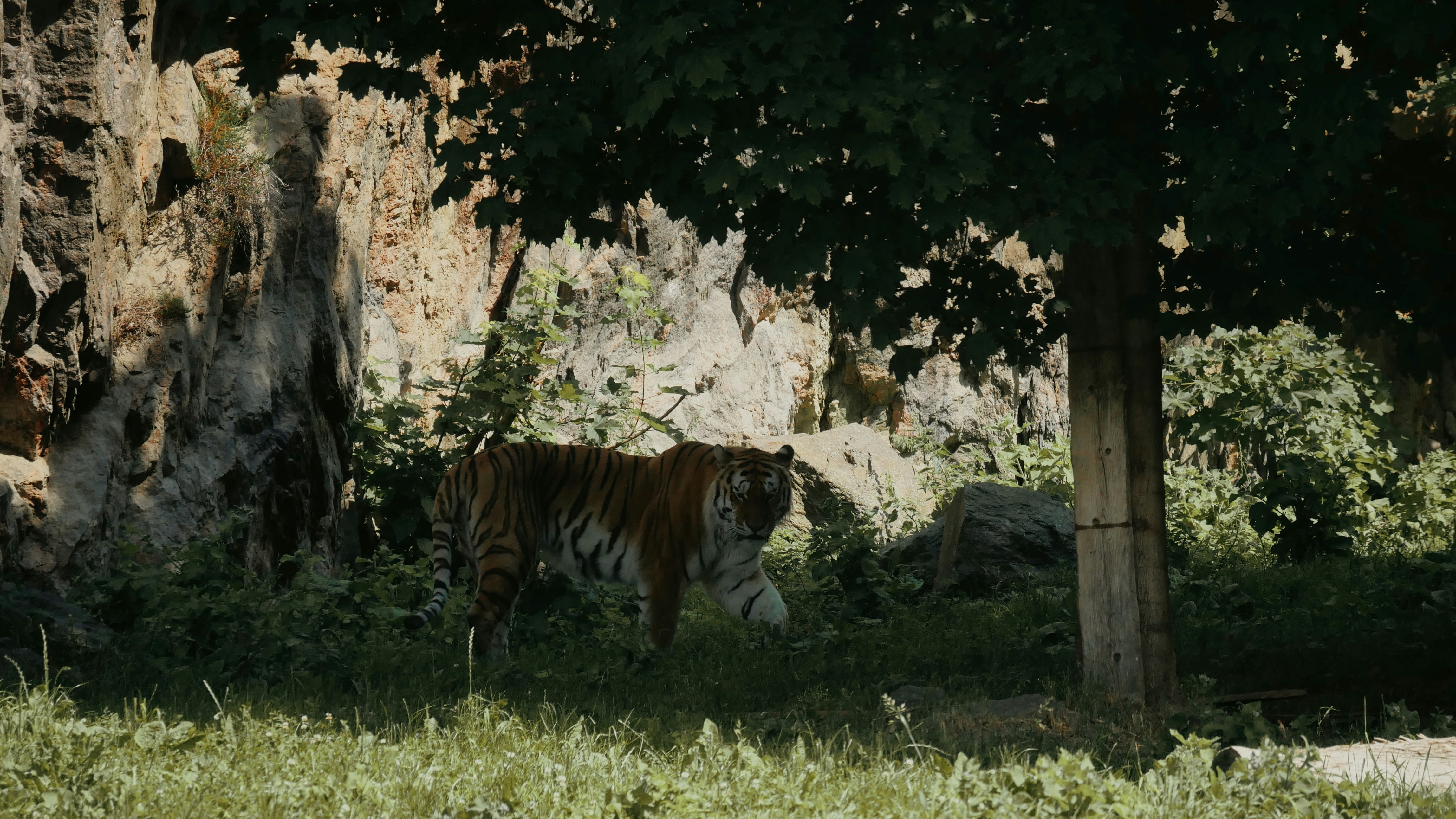 Tiger at the Shadowed Rock Face: a Quiet Forest Stroll