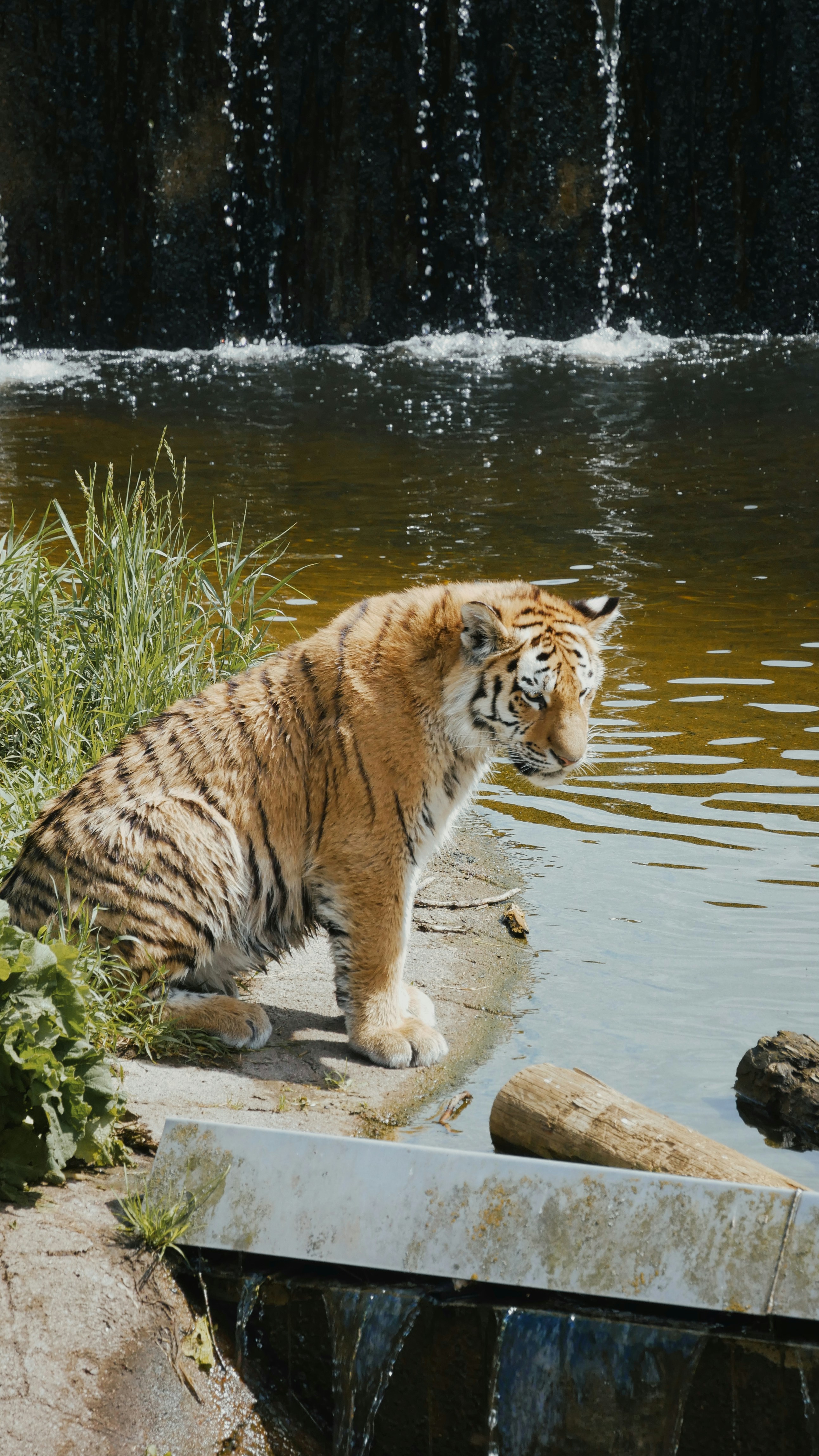 A tiger standing on a ledge near a waterfall photo – Free Kolmården zoo ...