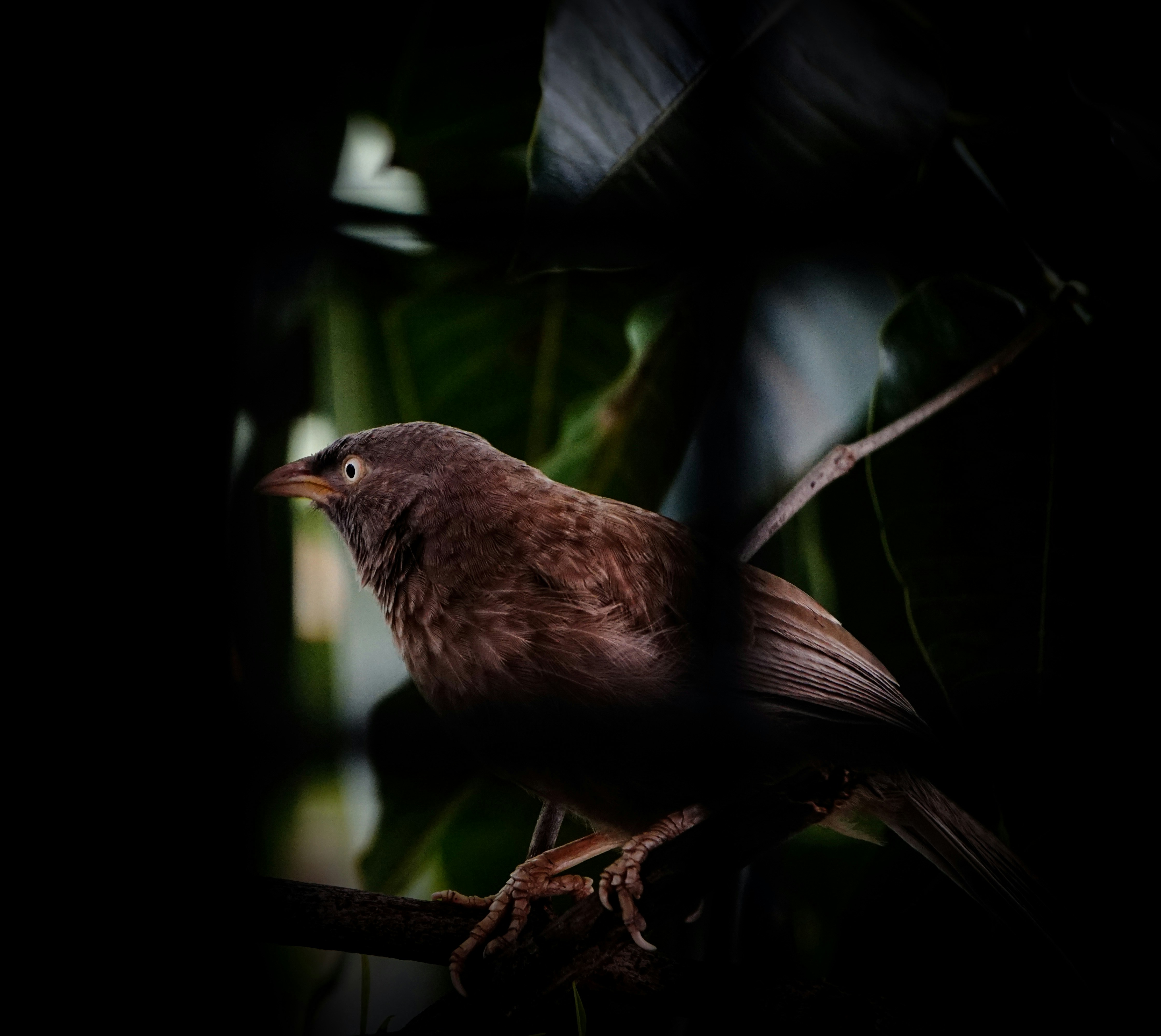 Shadowed Perch: A Brown Bird in a Narrow Beam of Light