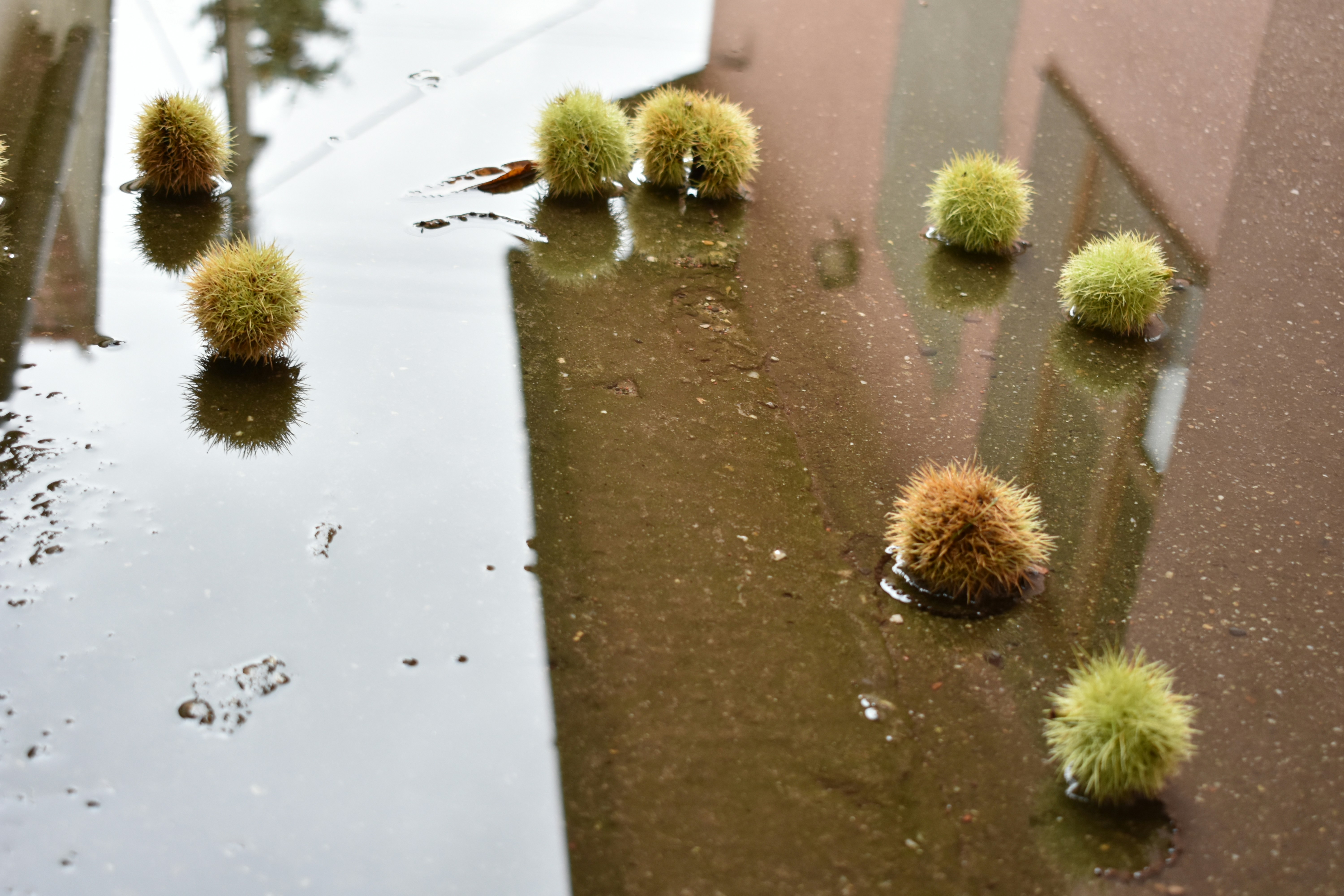 Fuzzy Orbs on a Rain-Washed Concrete Ridge