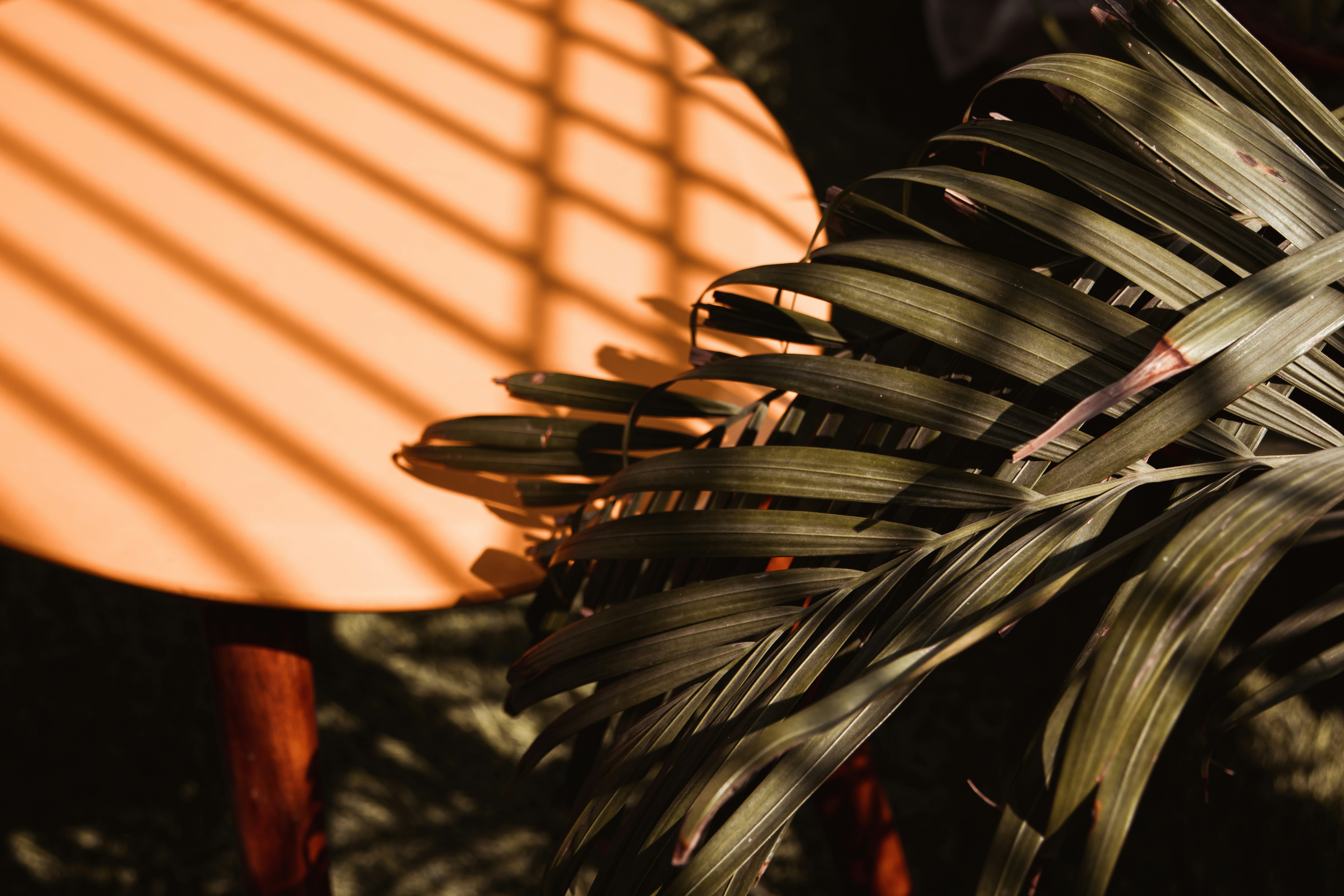 Shadowed Palm and Sunlit Stripes