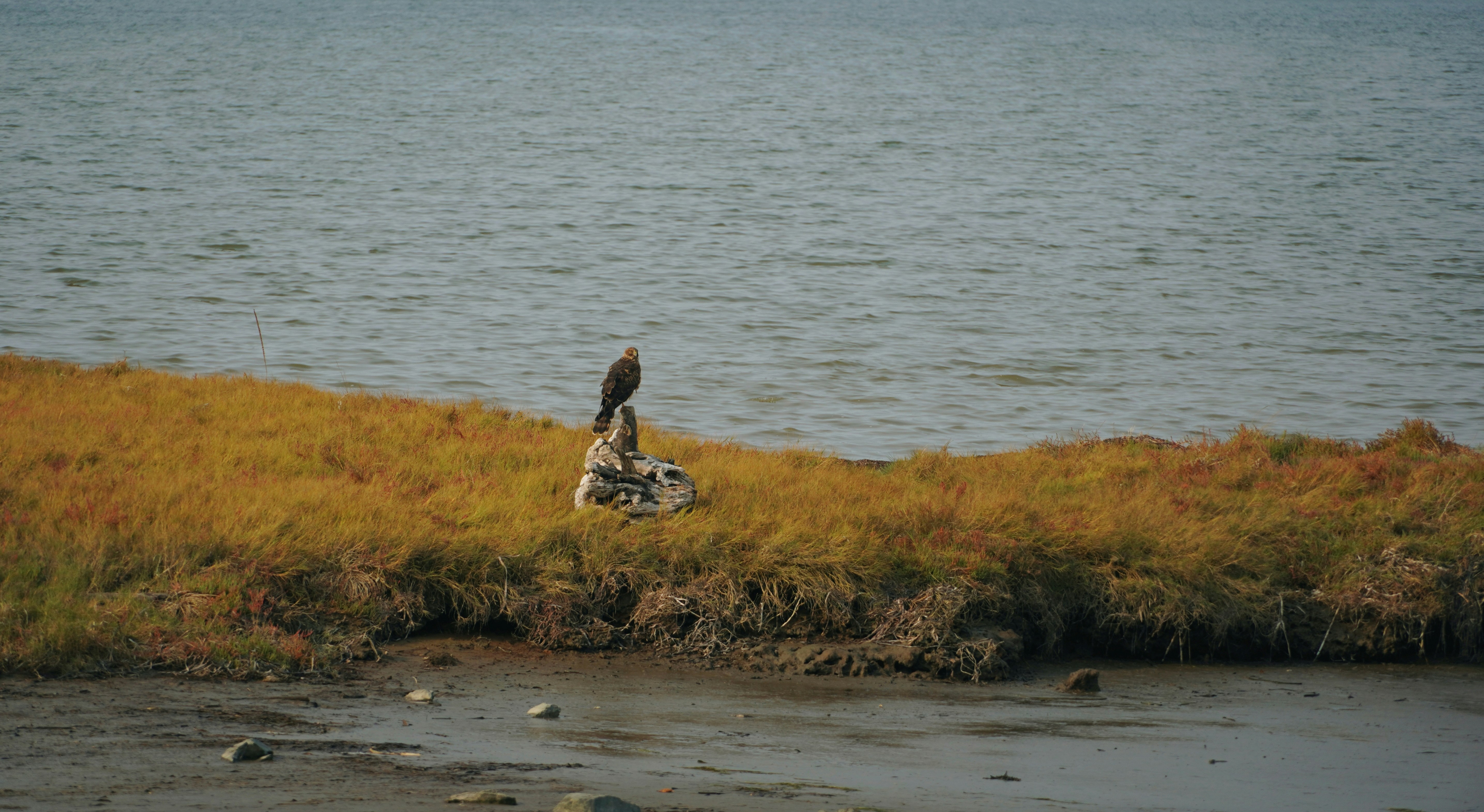 Bird on a grassy spit as shoreline meets calm water