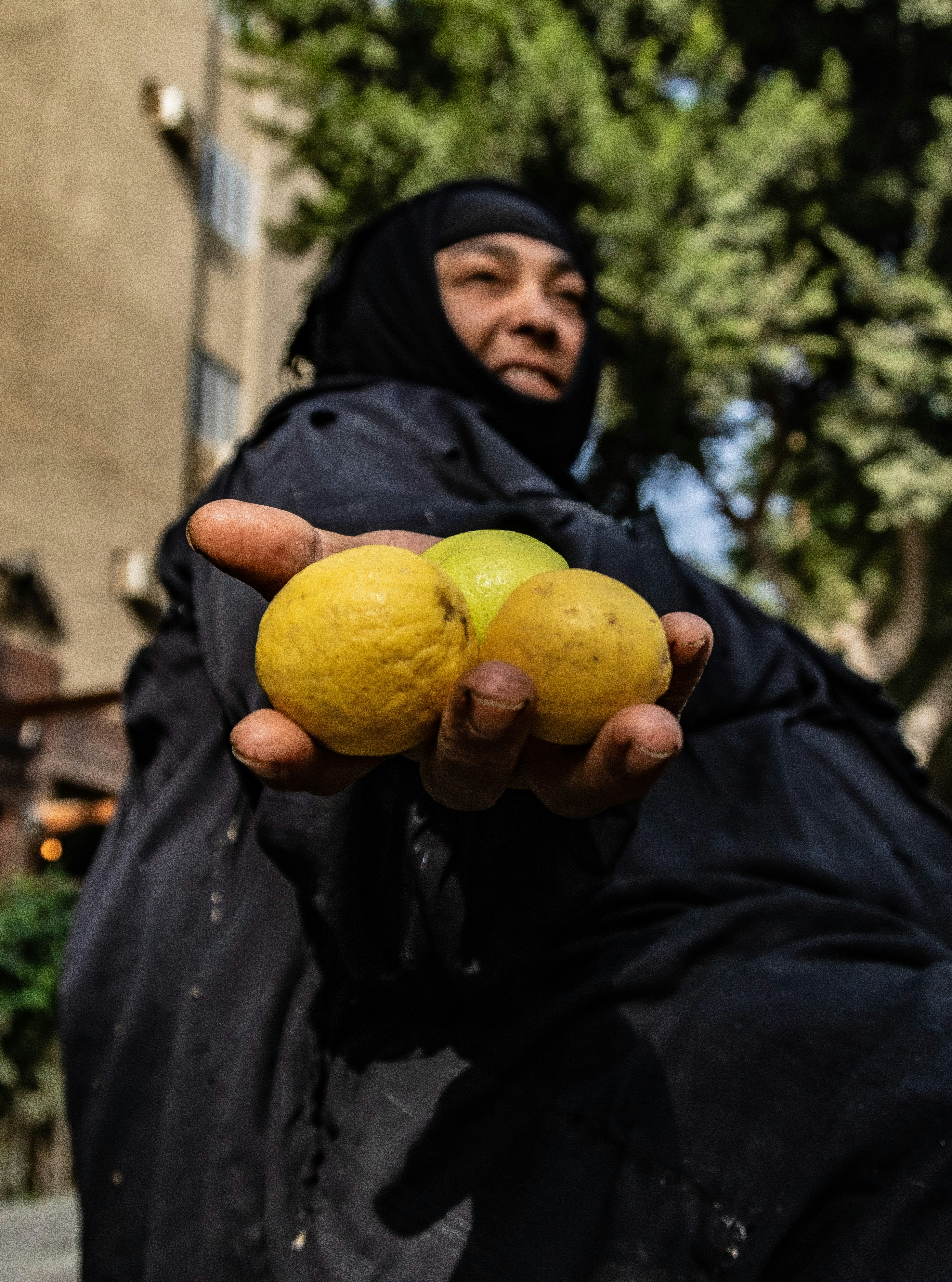 A Citrus Offering in Urban Shadows