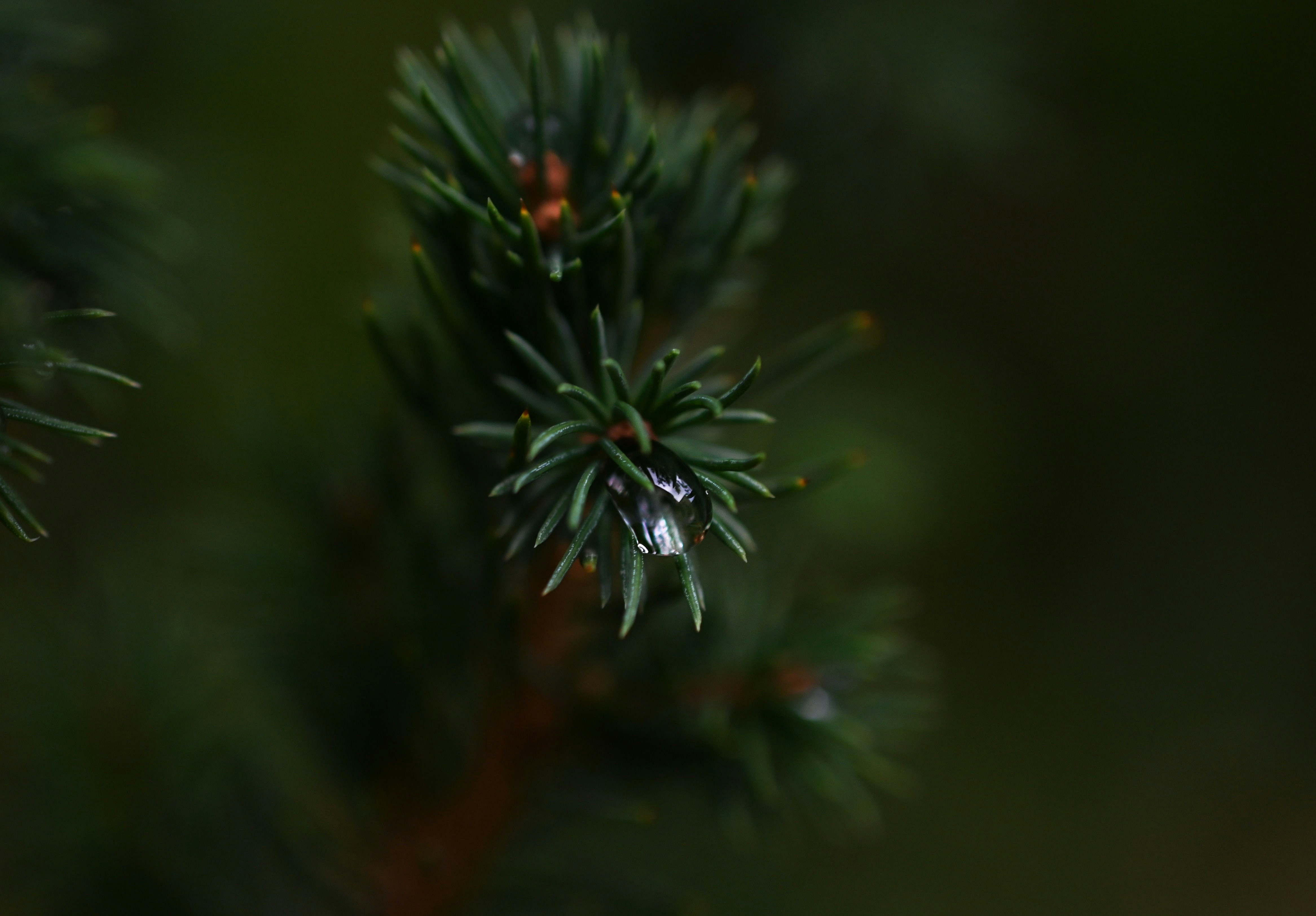 Lia Cornicello (@cornilia) | Unsplash 사진 커뮤니티