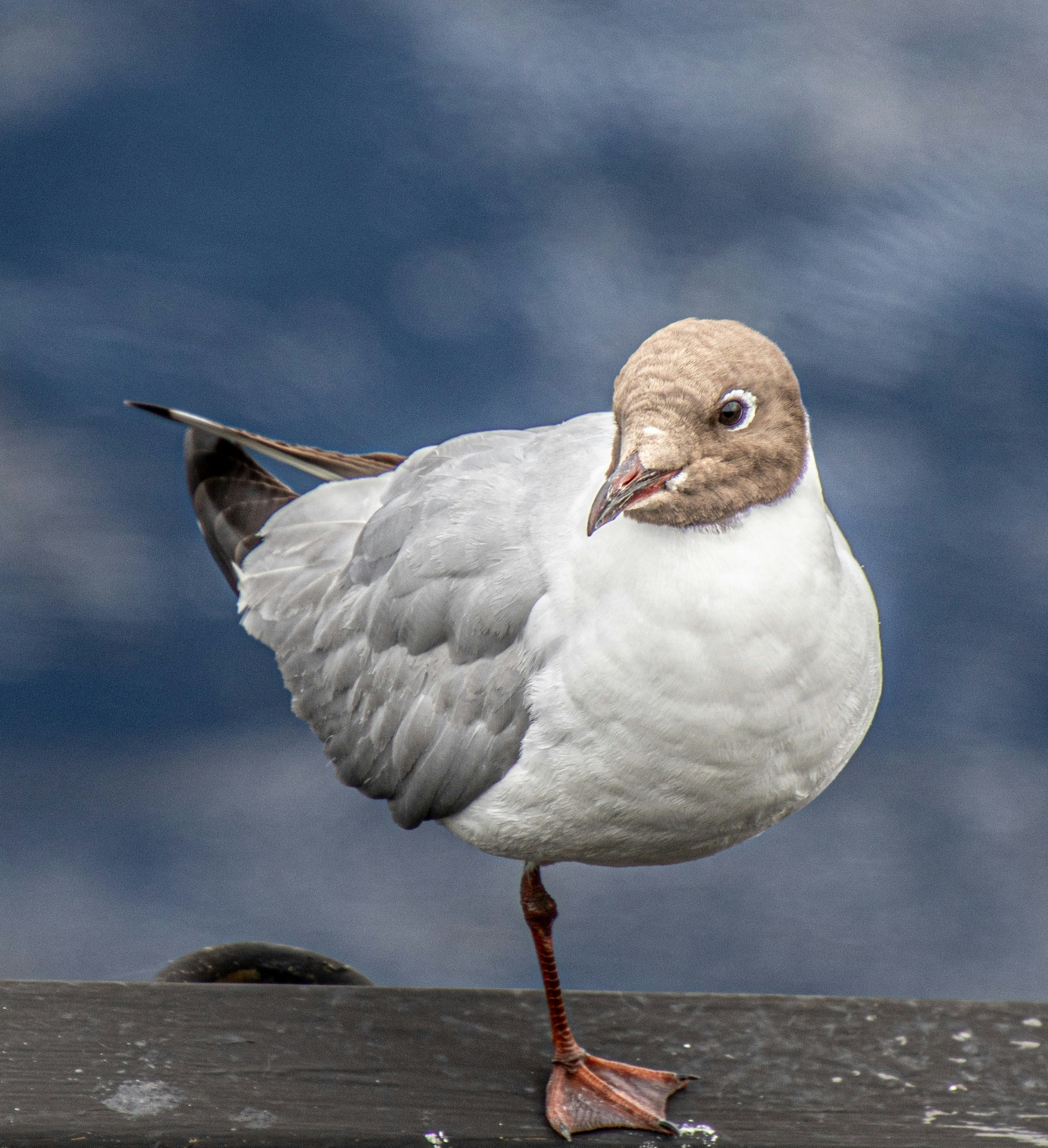 A Seagull's Solitary Stance by the Shoreline