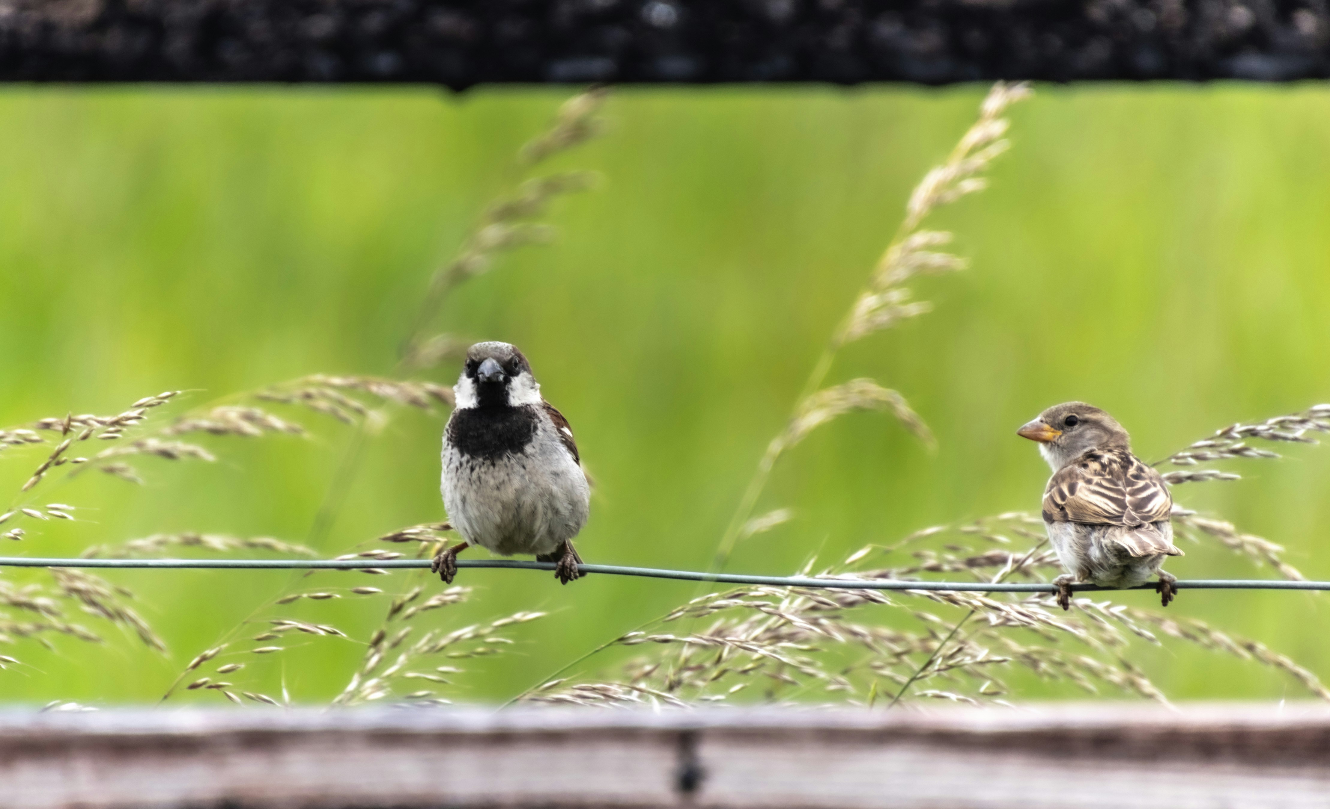 Algebra II Unit 2 Quiz & Flashcards on Linear Equations