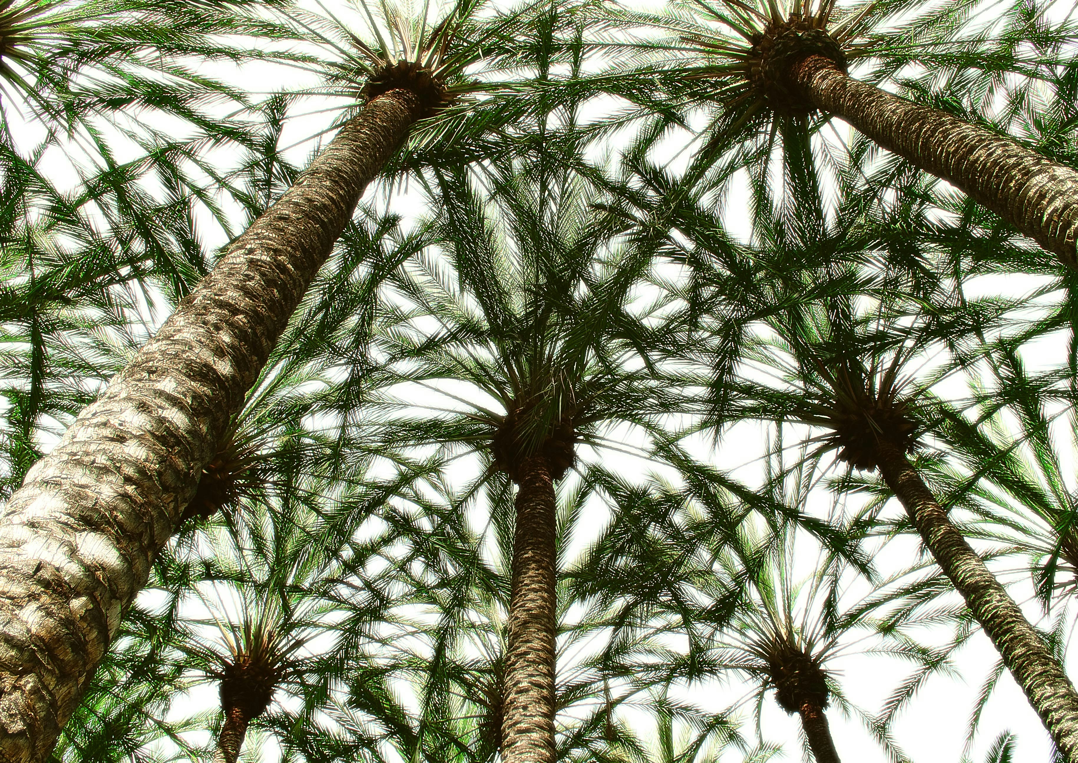 a group of palm trees