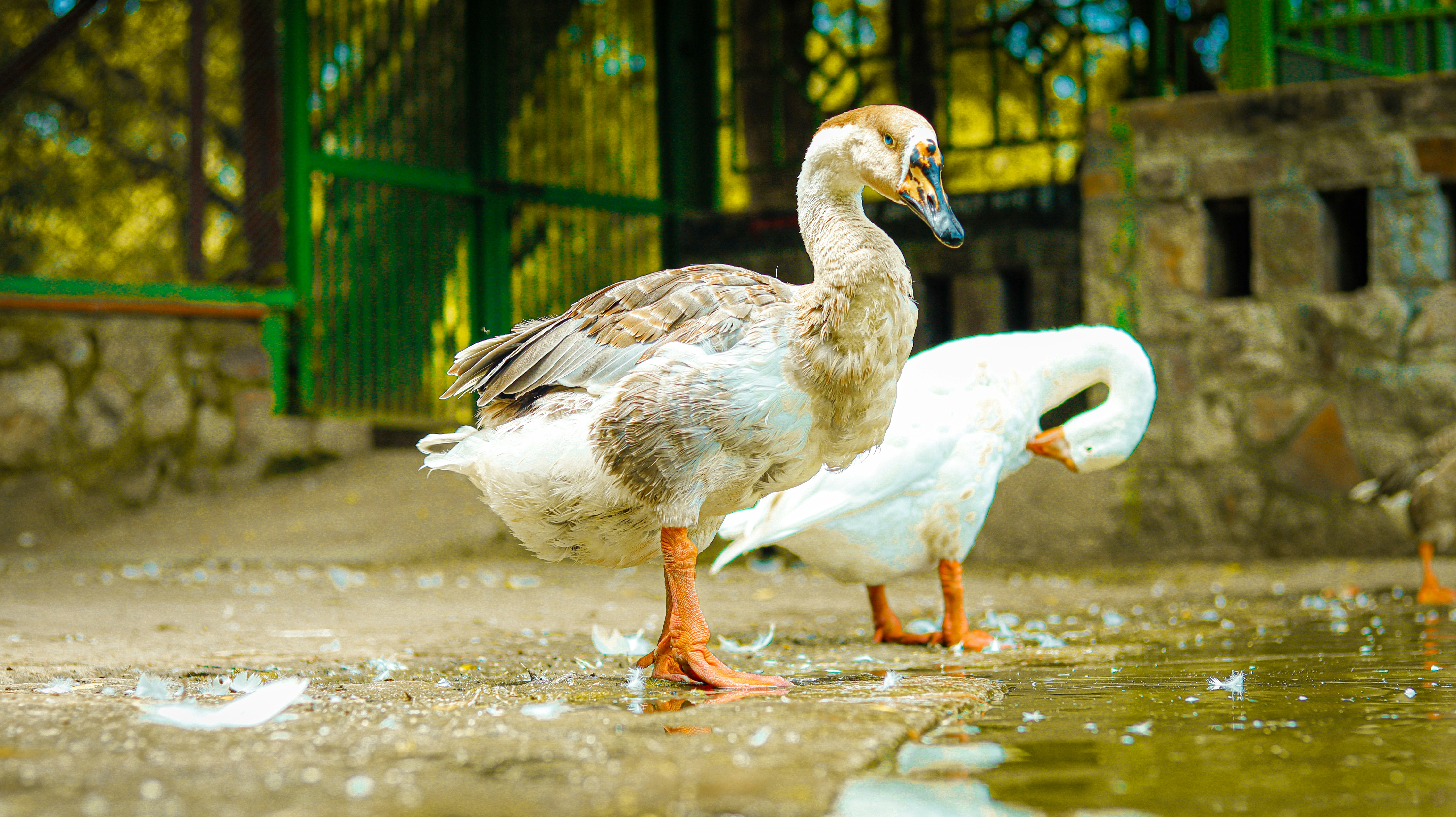 Muddy Pond Stroll: A Juvenile Goose and Its White-Feathered Companion