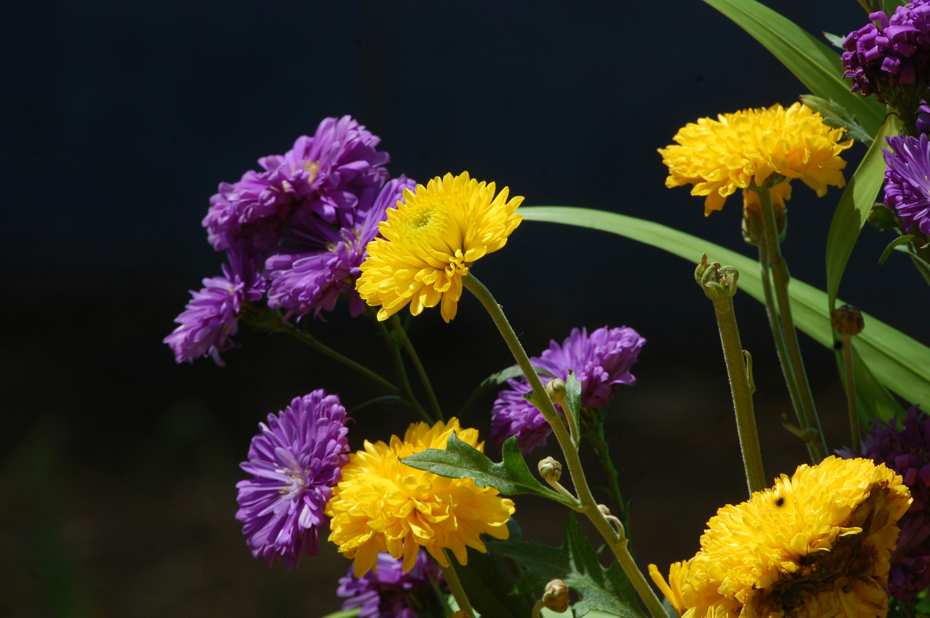A lively arrangement of purple and yellow flowers, showcasing their intricate details and vibrant colors against a contrasting background.