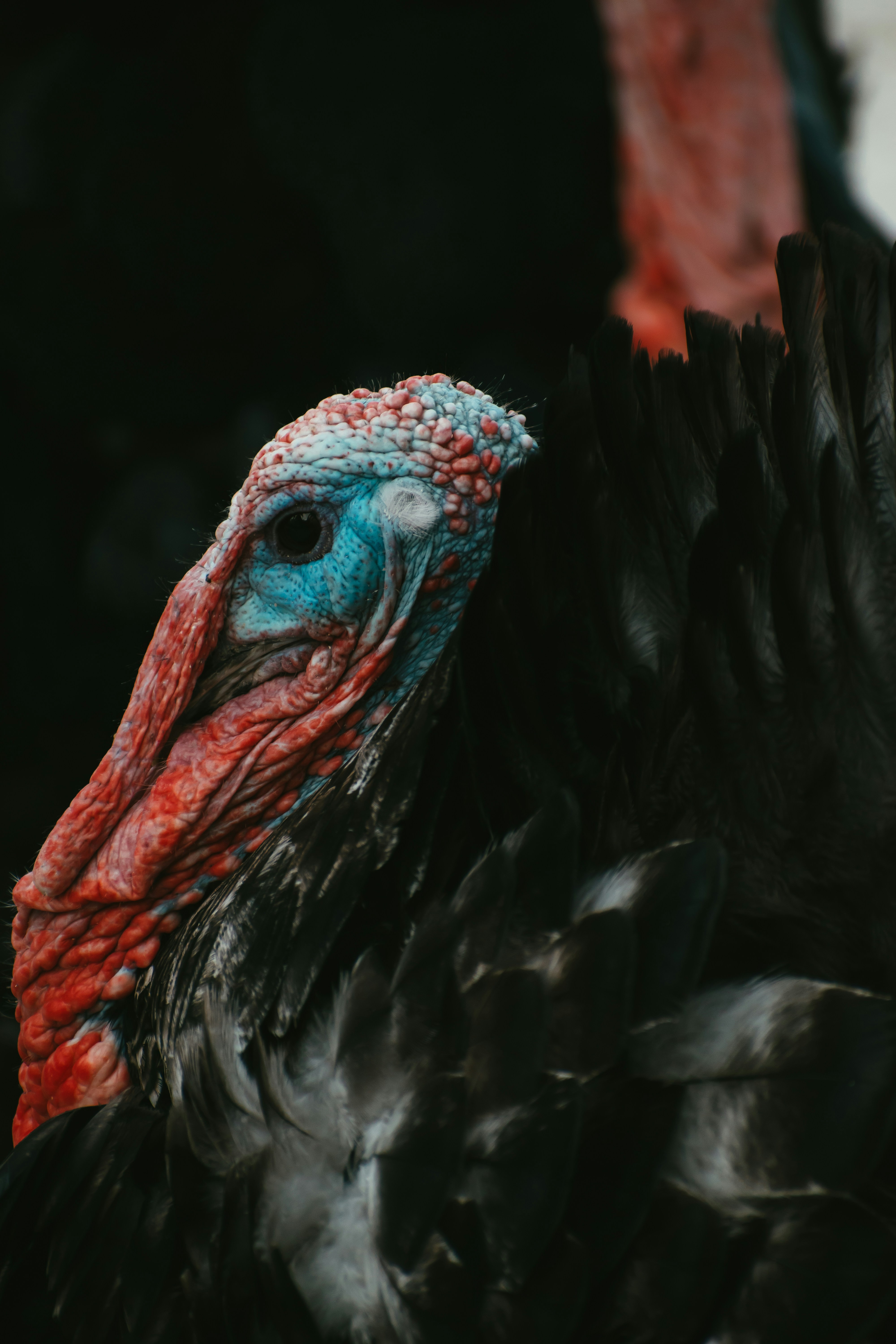 Cerulean Head, Crimson Wattle: A Quiet Turkey Portrait in Shadow