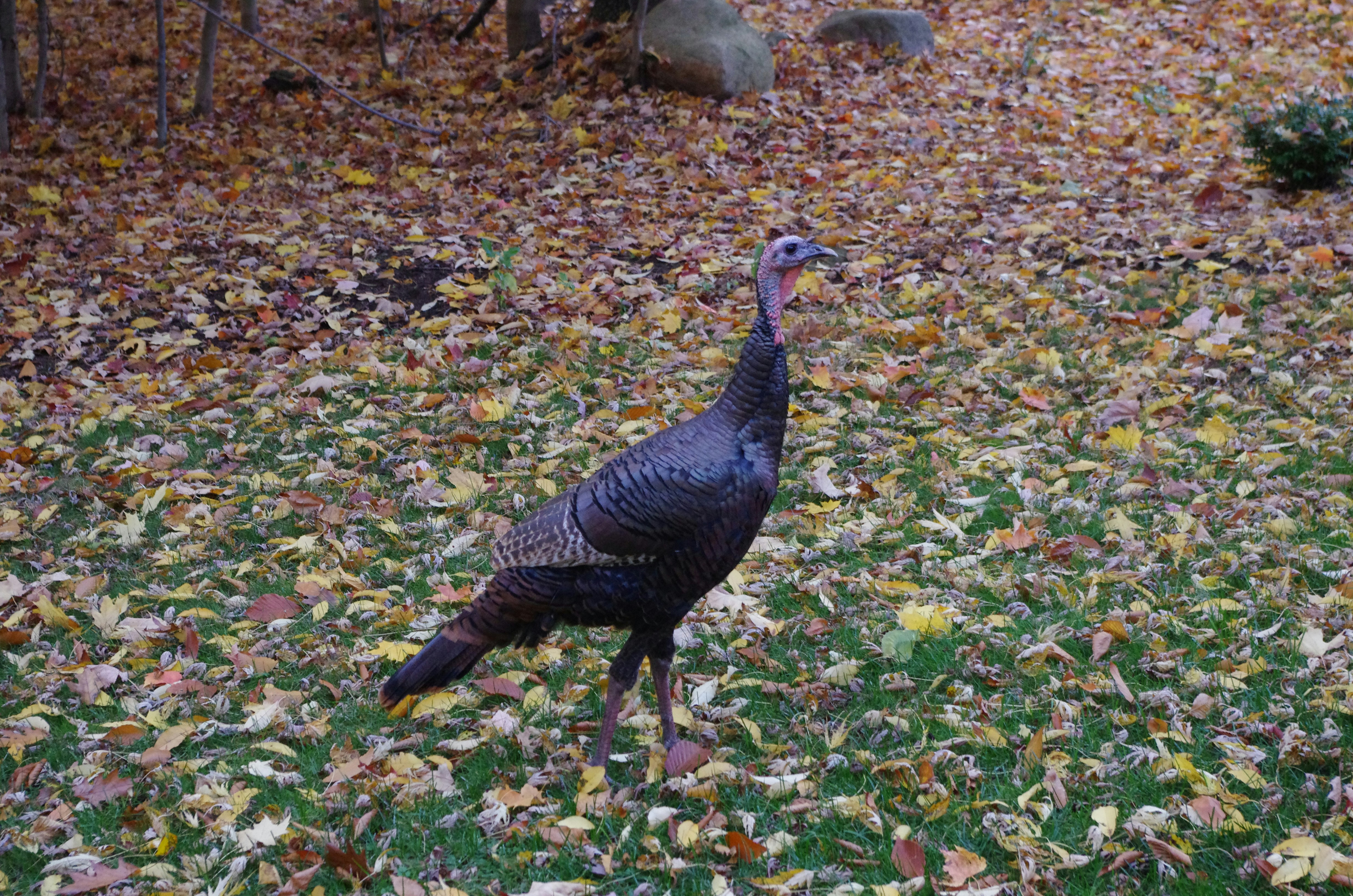 Wild turkey foraging amidst a colorful carpet of autumn leaves in a serene outdoor setting.