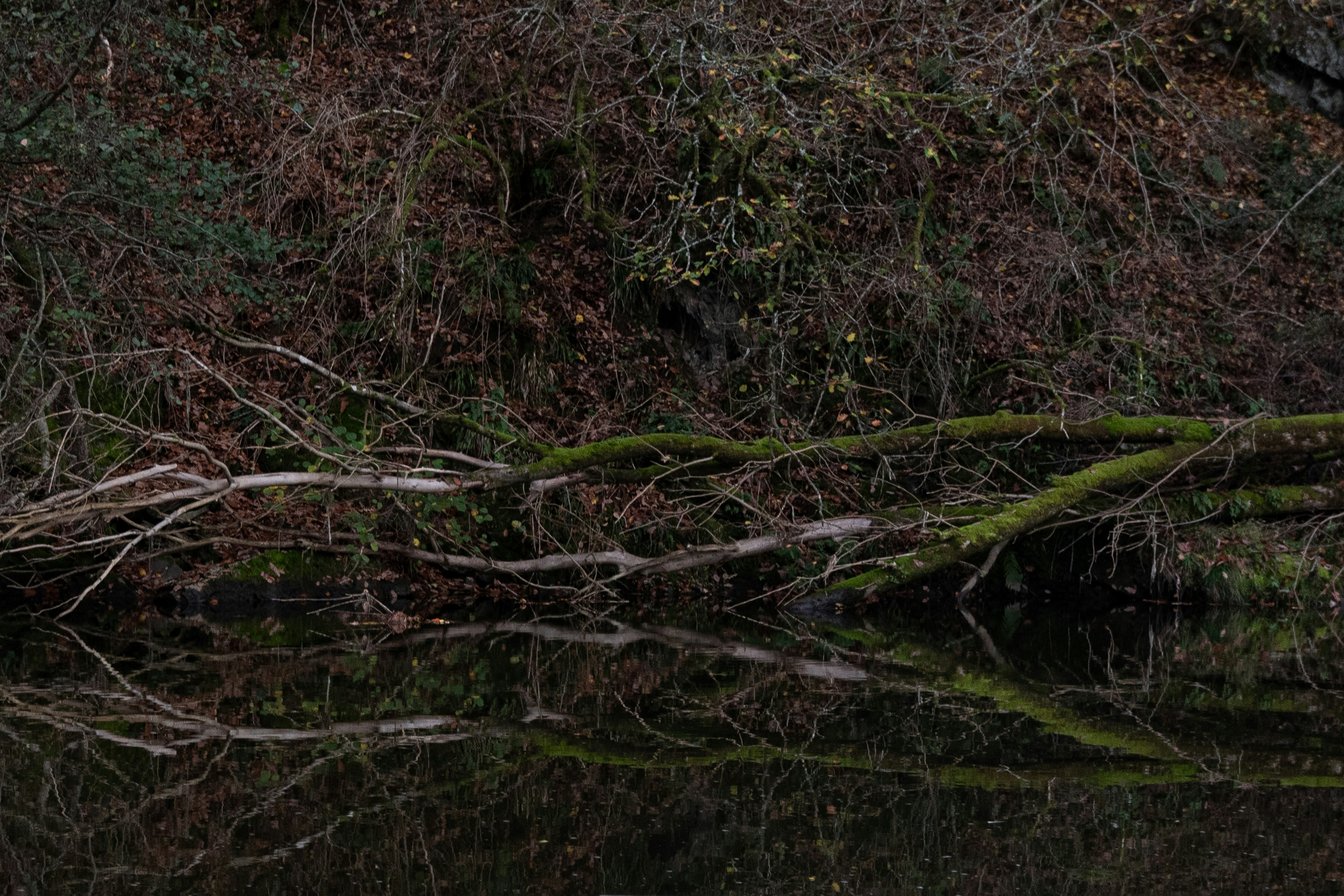Dusk over the Moss-Crowned Log: Quiet Reflections in a Dark Stream