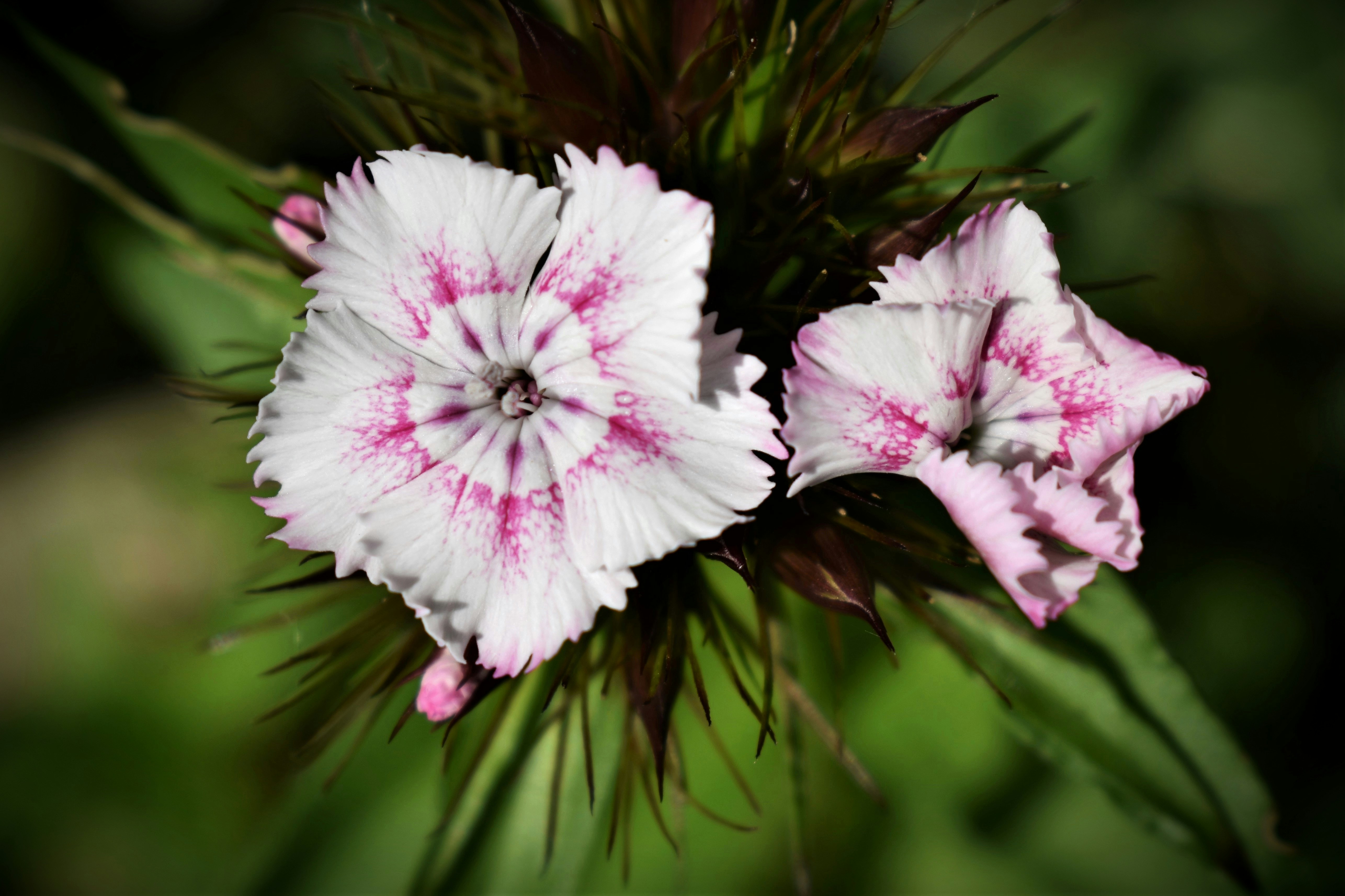 Un primer plano de una flor foto – Imagen de Delta gratuita en Unsplash