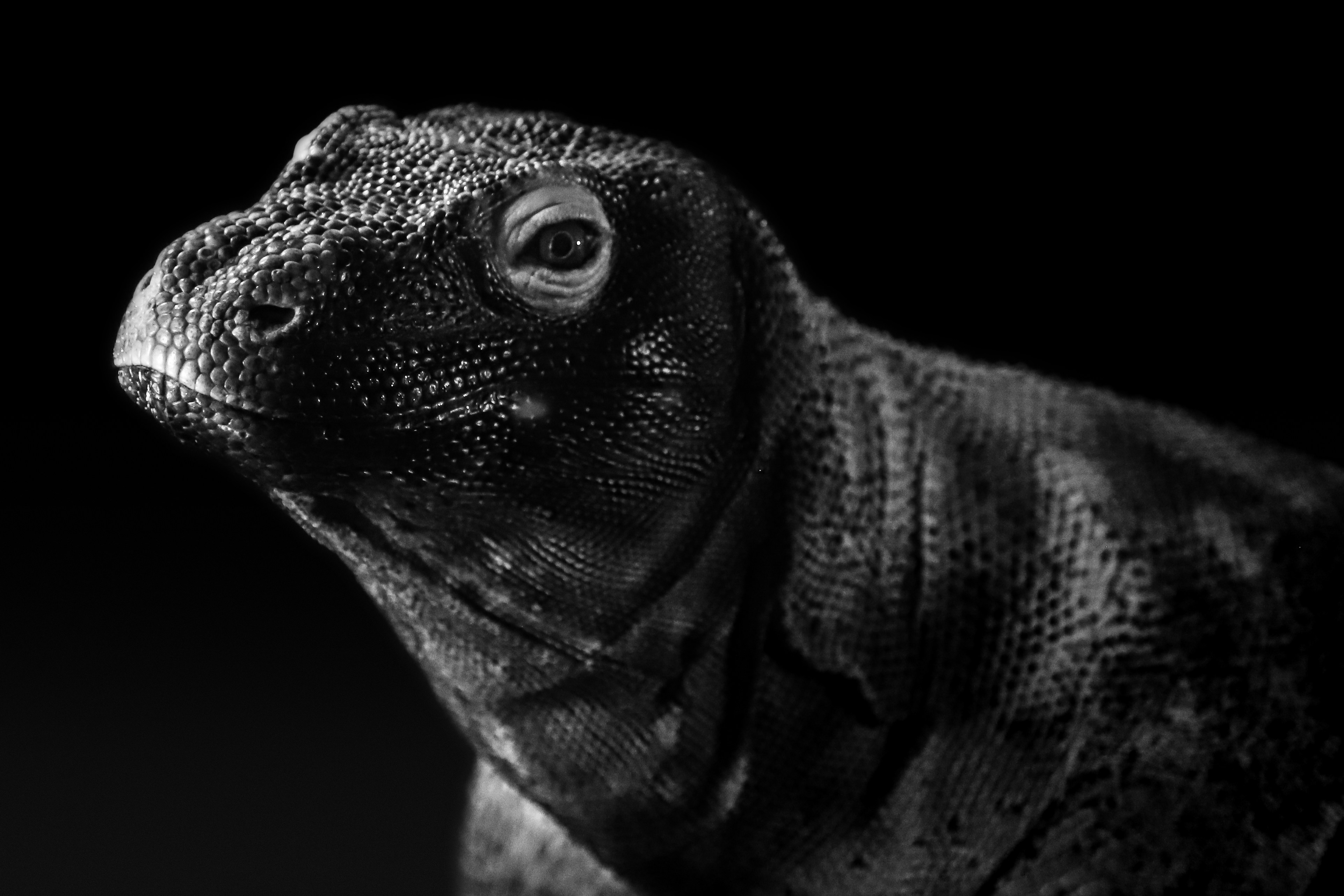 A close up of a lizard photo – Free Museum für naturkunde Image on Unsplash
