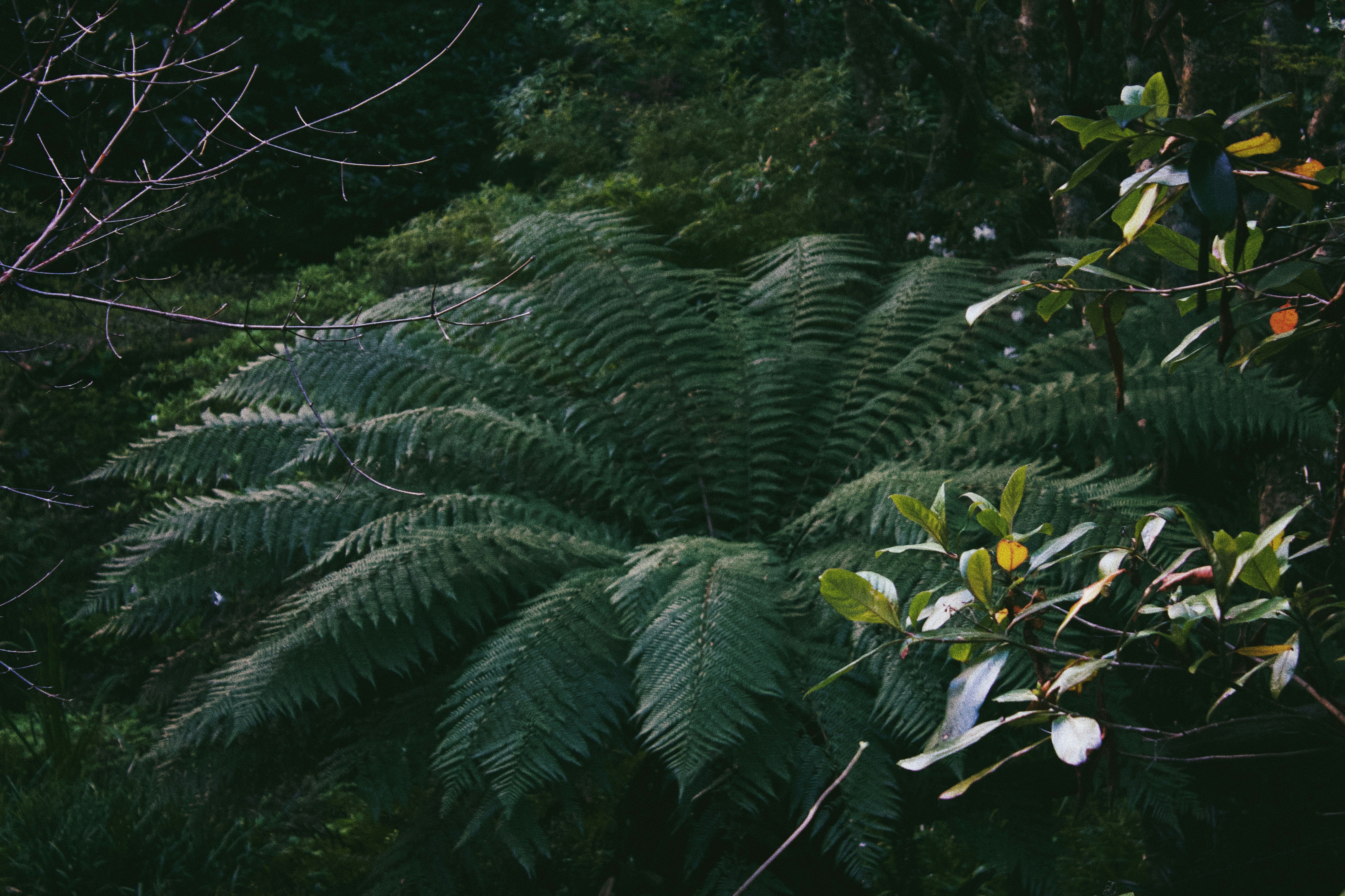 Canopy Echo: Fern Fronds in Quiet Understory Light