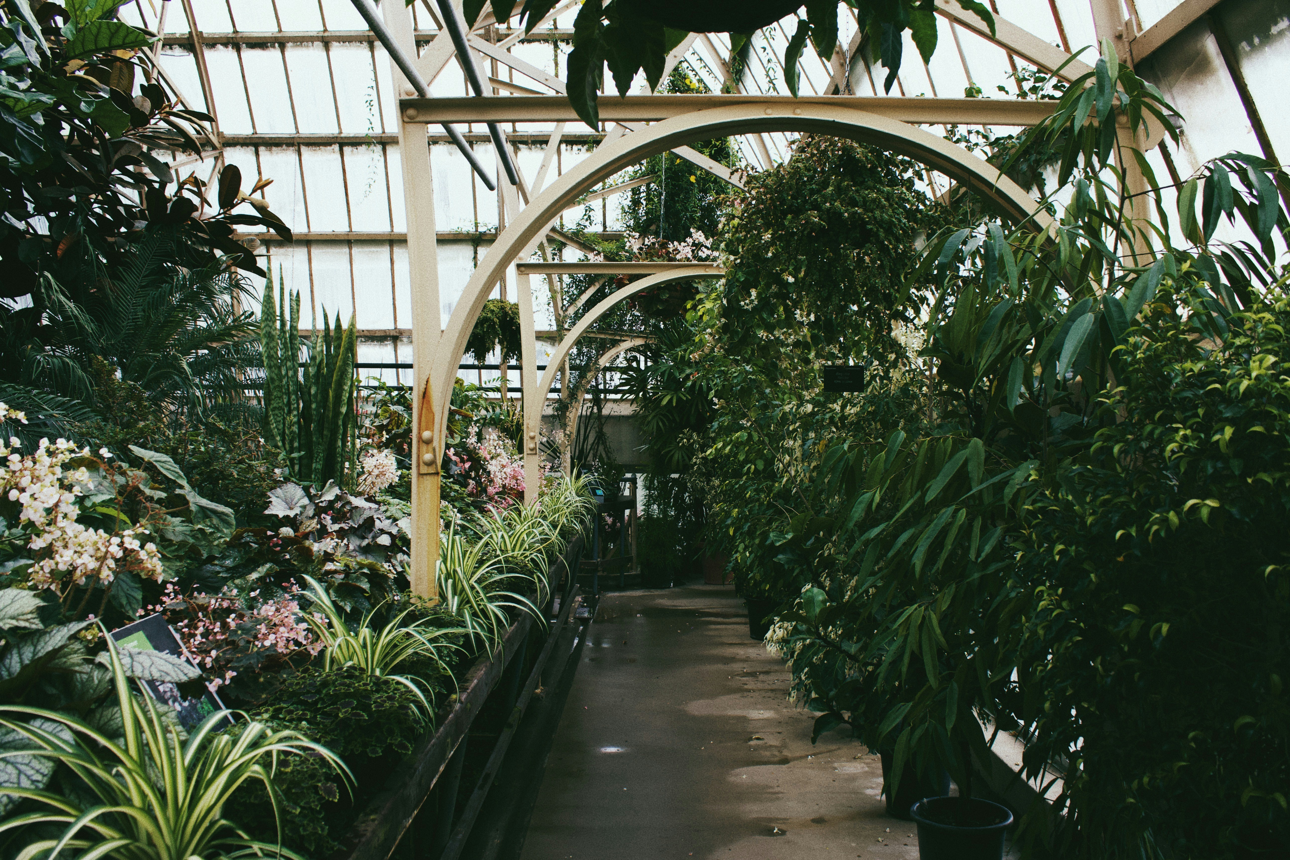 Serene Pathway in a Botanical Haven