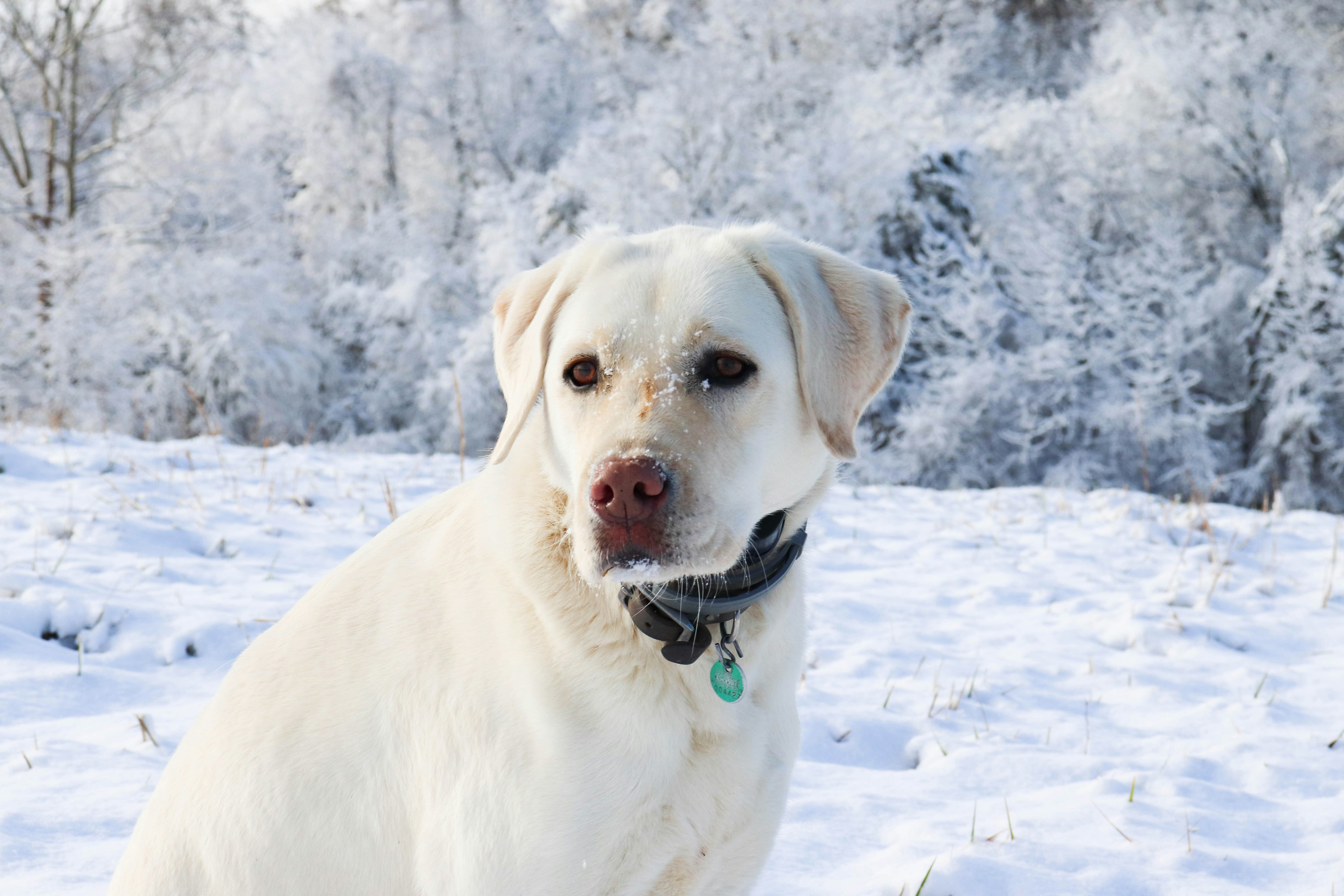 A dog in the snow photo – Free Yellow lab Image on Unsplash