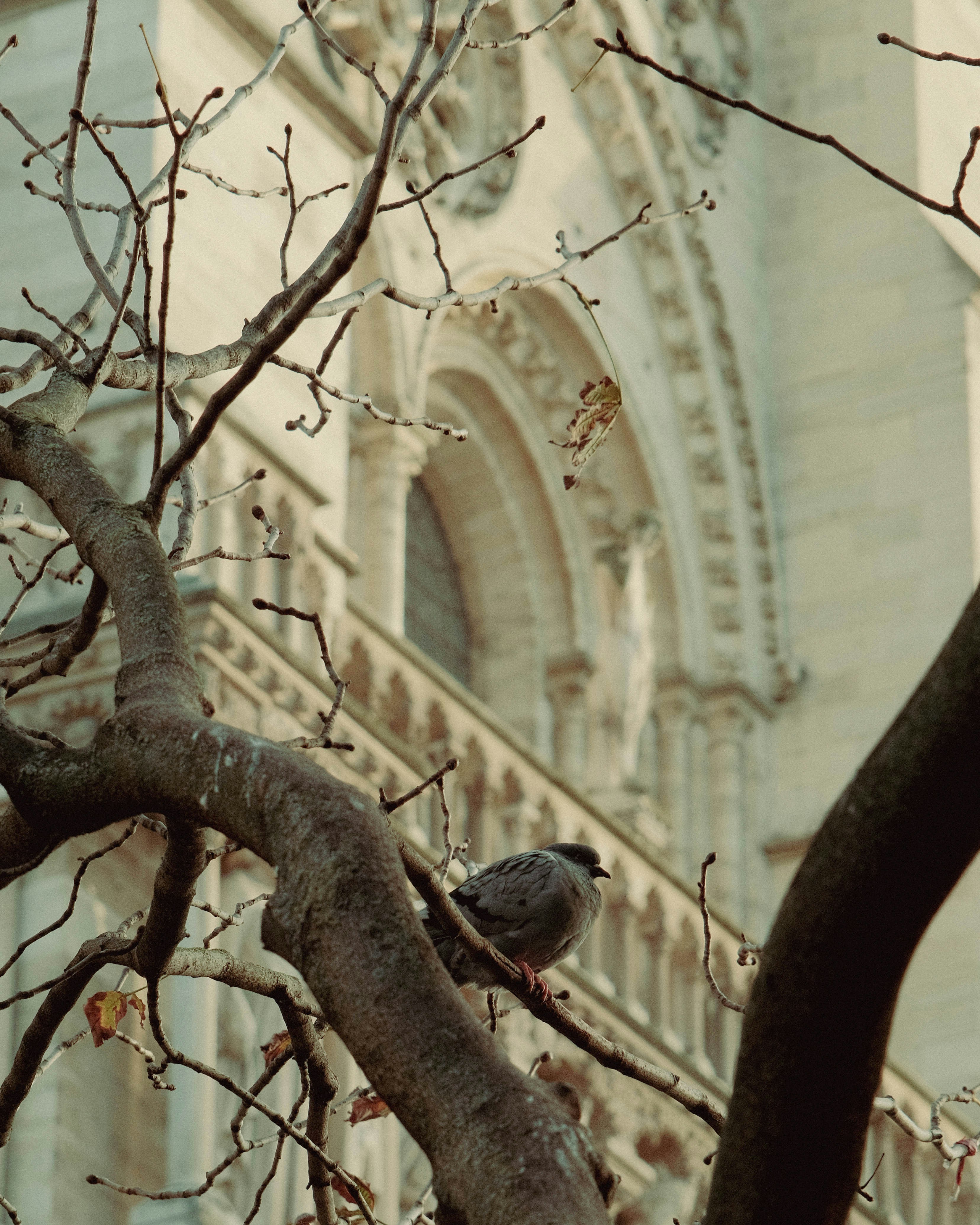 Winter Sparrow Framed by Gothic Arches