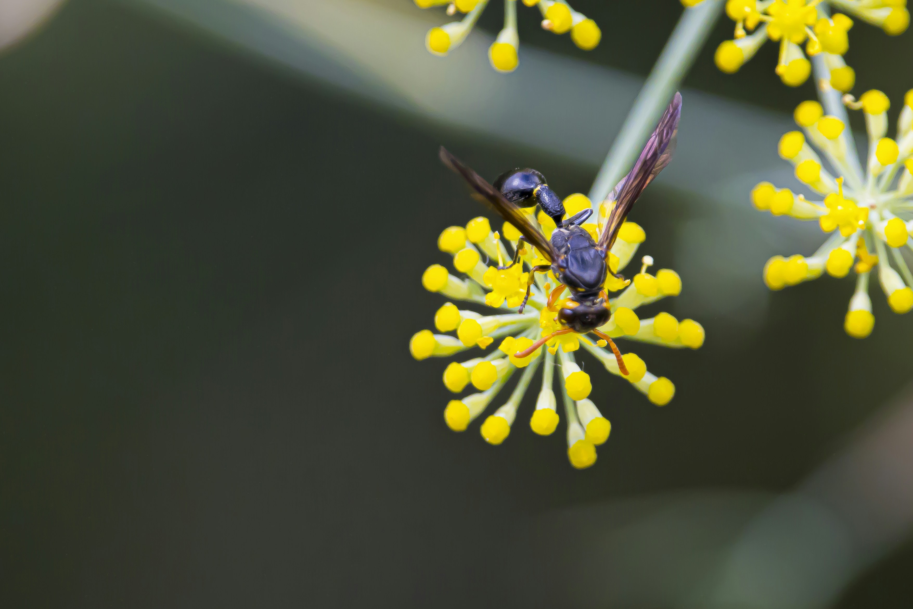 a bee on a flower