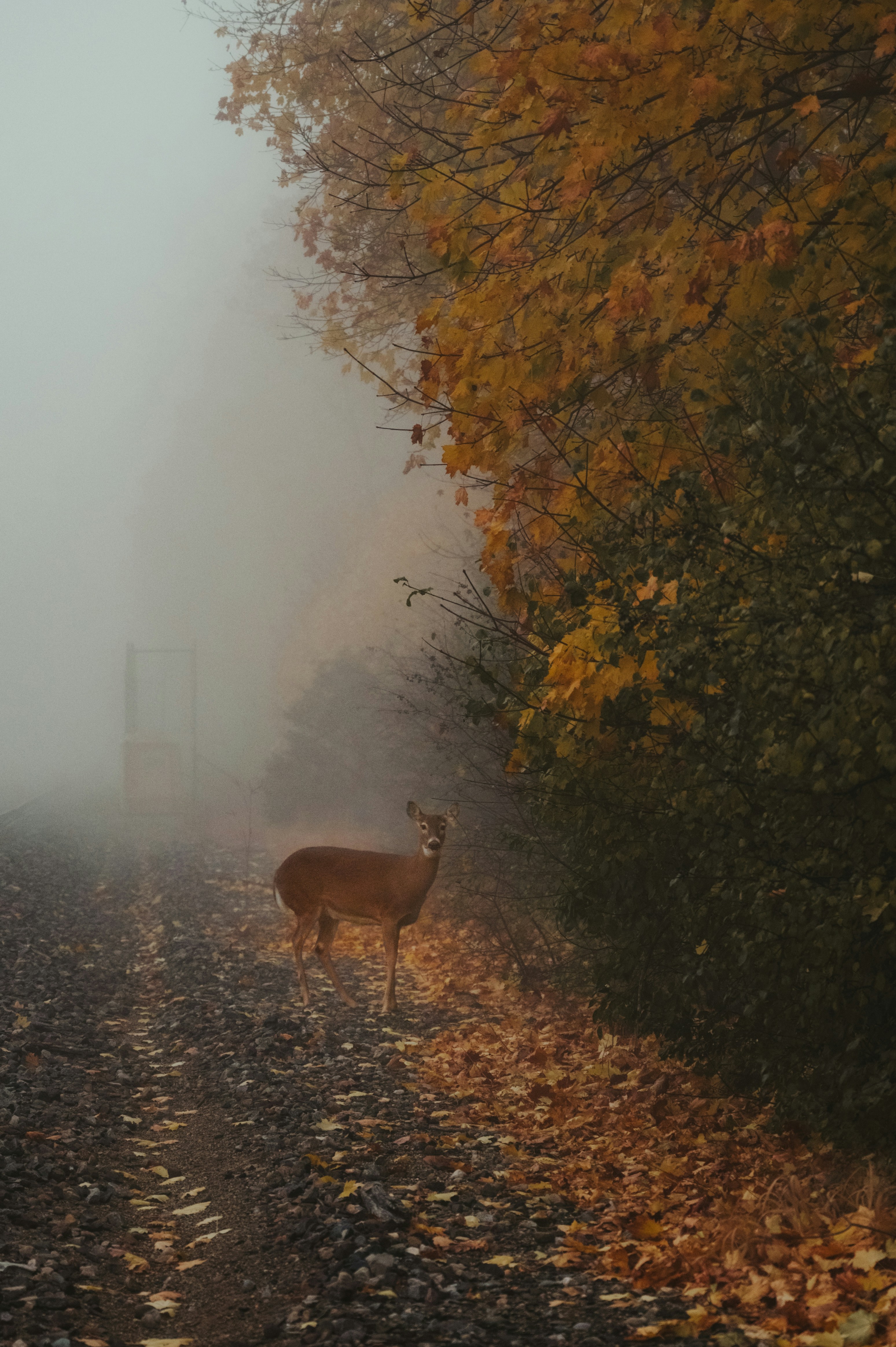 Foggy Autumn Path: A Deer Pauses Among Golden Leaves