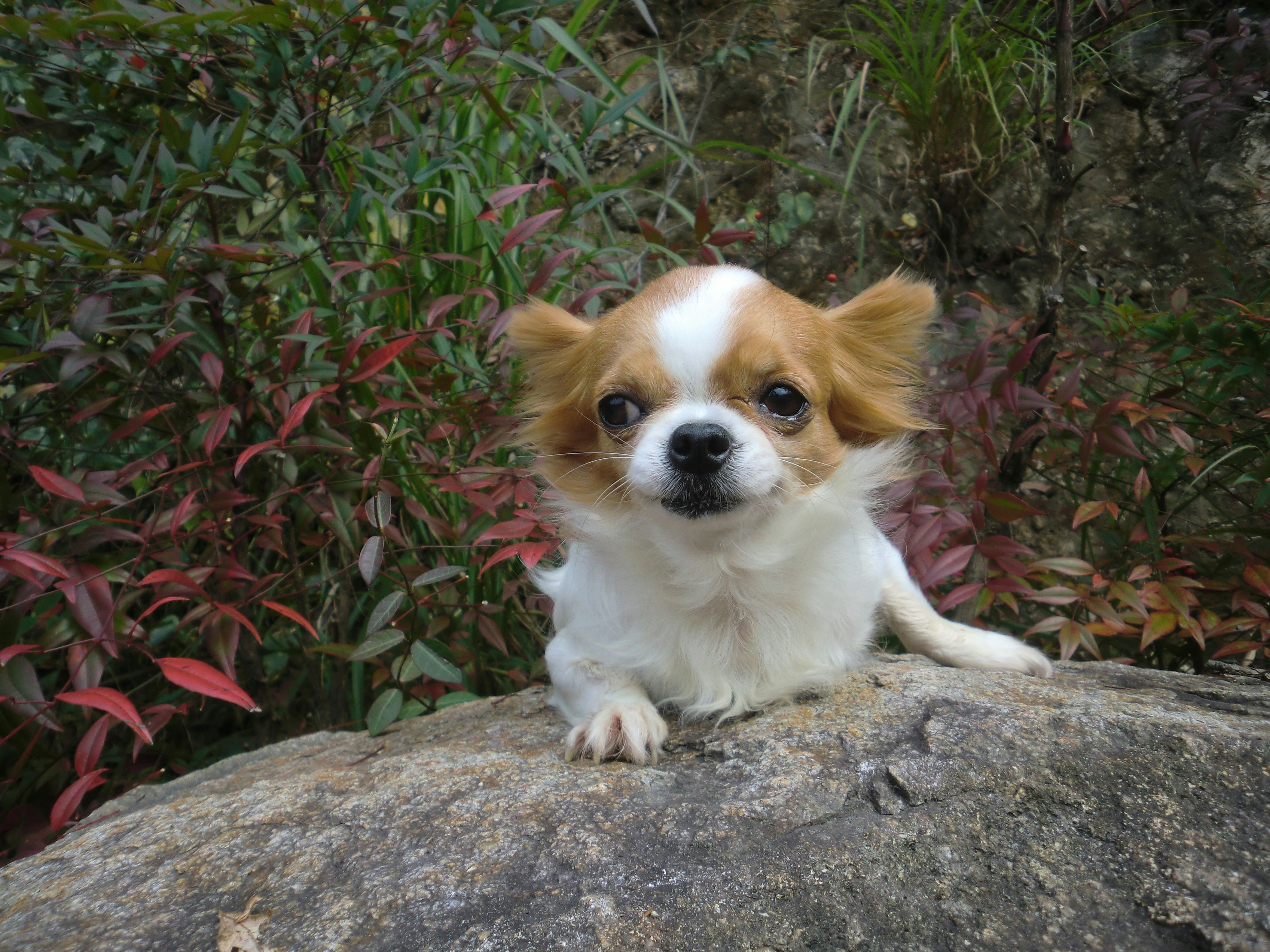 Small dog perched on a rock with leafy backdrop, its face centered and eyes toward the camera. This candid shot highlights a pet portrait with natural surroundings.