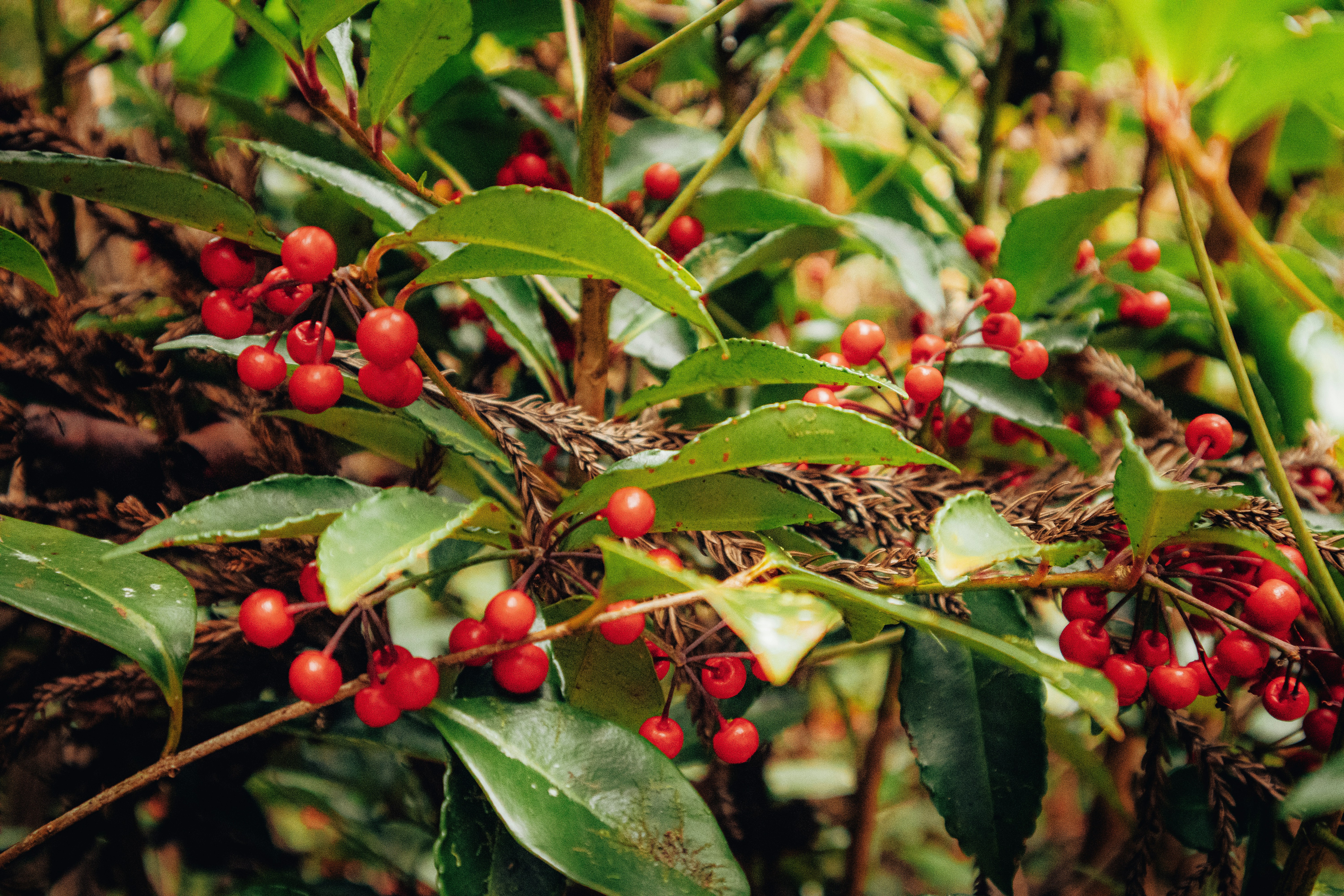Clusters of red berries nestled among glossy green leaves.