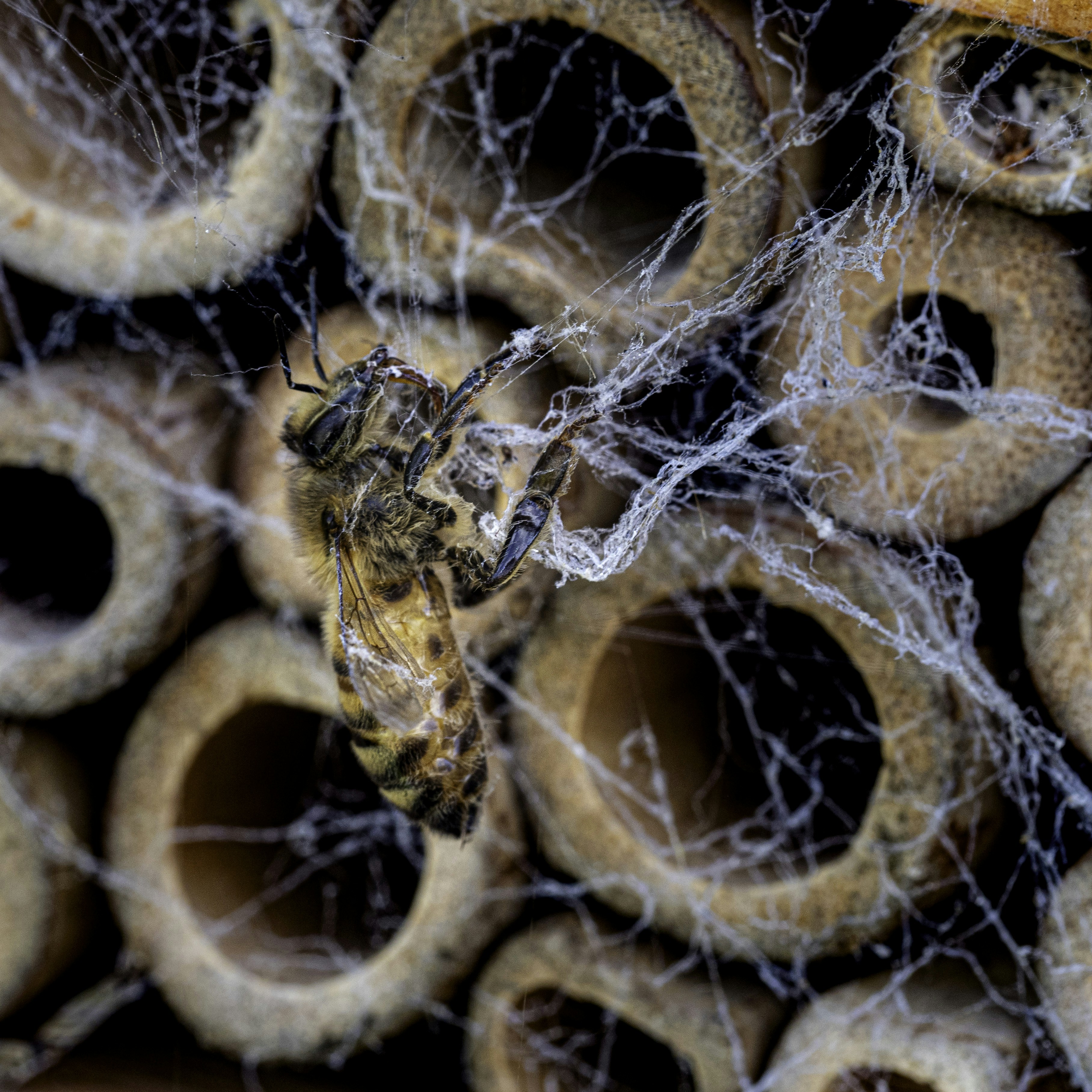A close up of a bee photo – Free Macro insects Image on Unsplash