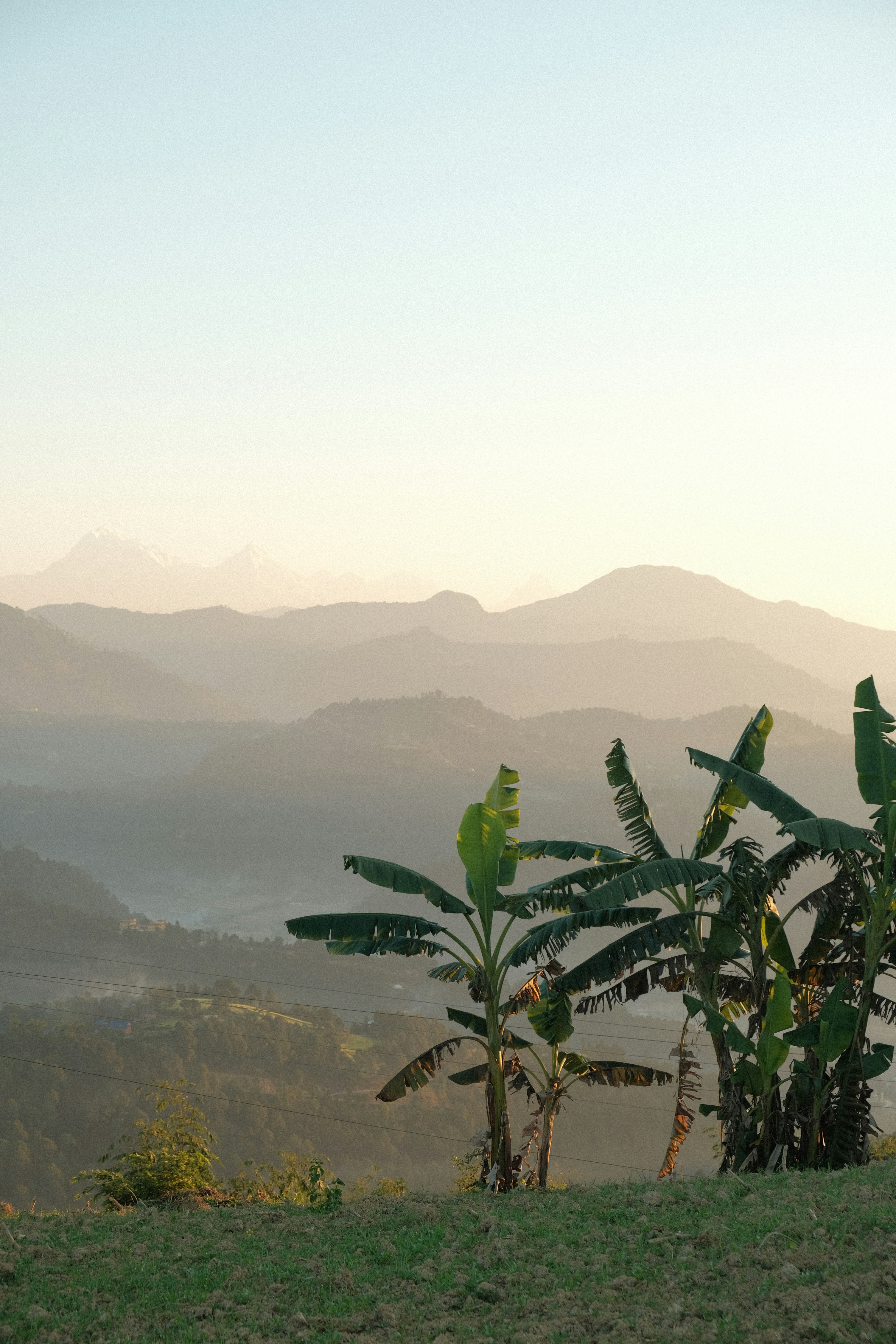 Banana Grove at Dawn: Hills, Haze, and Gentle Light