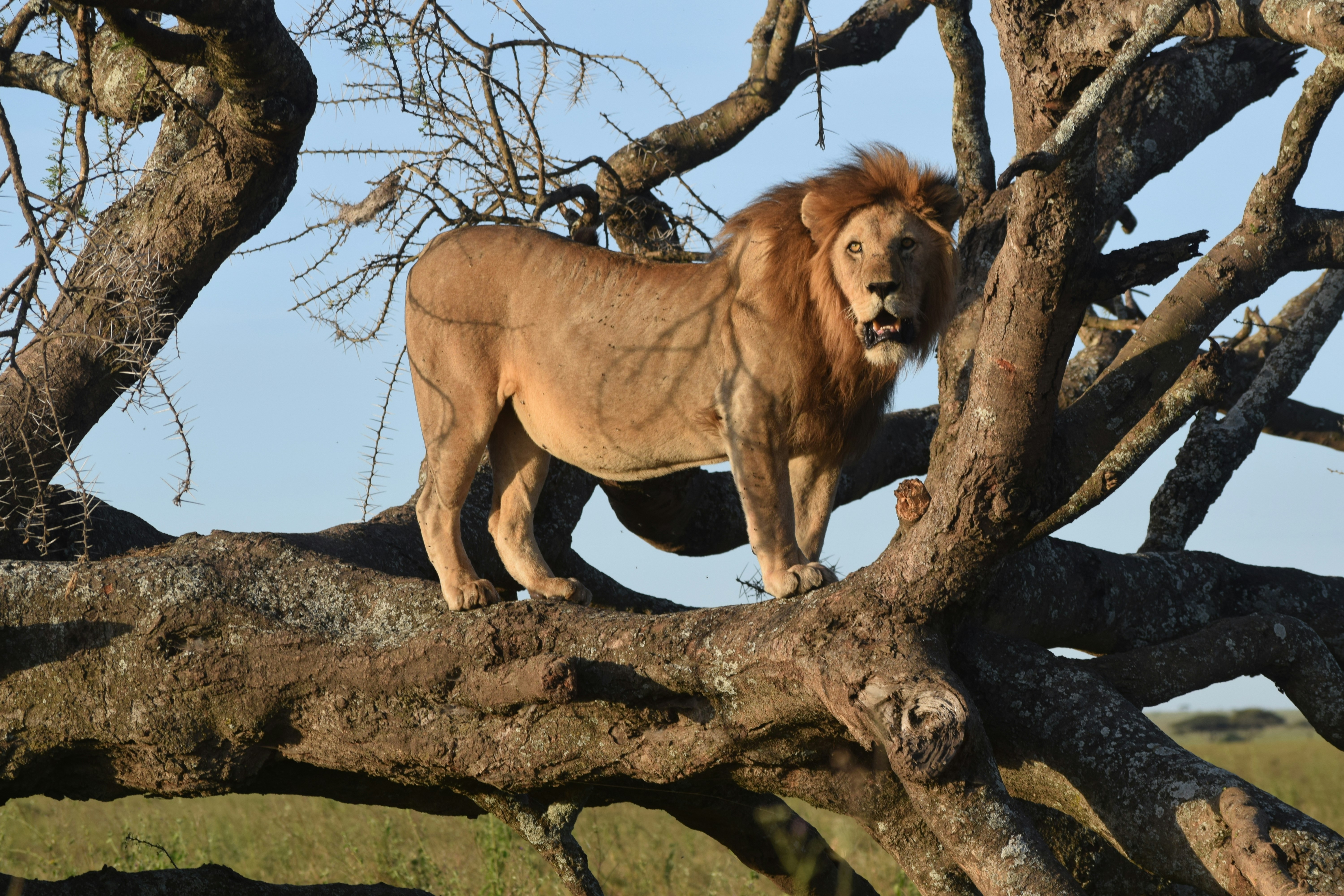 Un lion debout sur une branche d’arbre photo – Photo Ikuu Gratuite sur ...