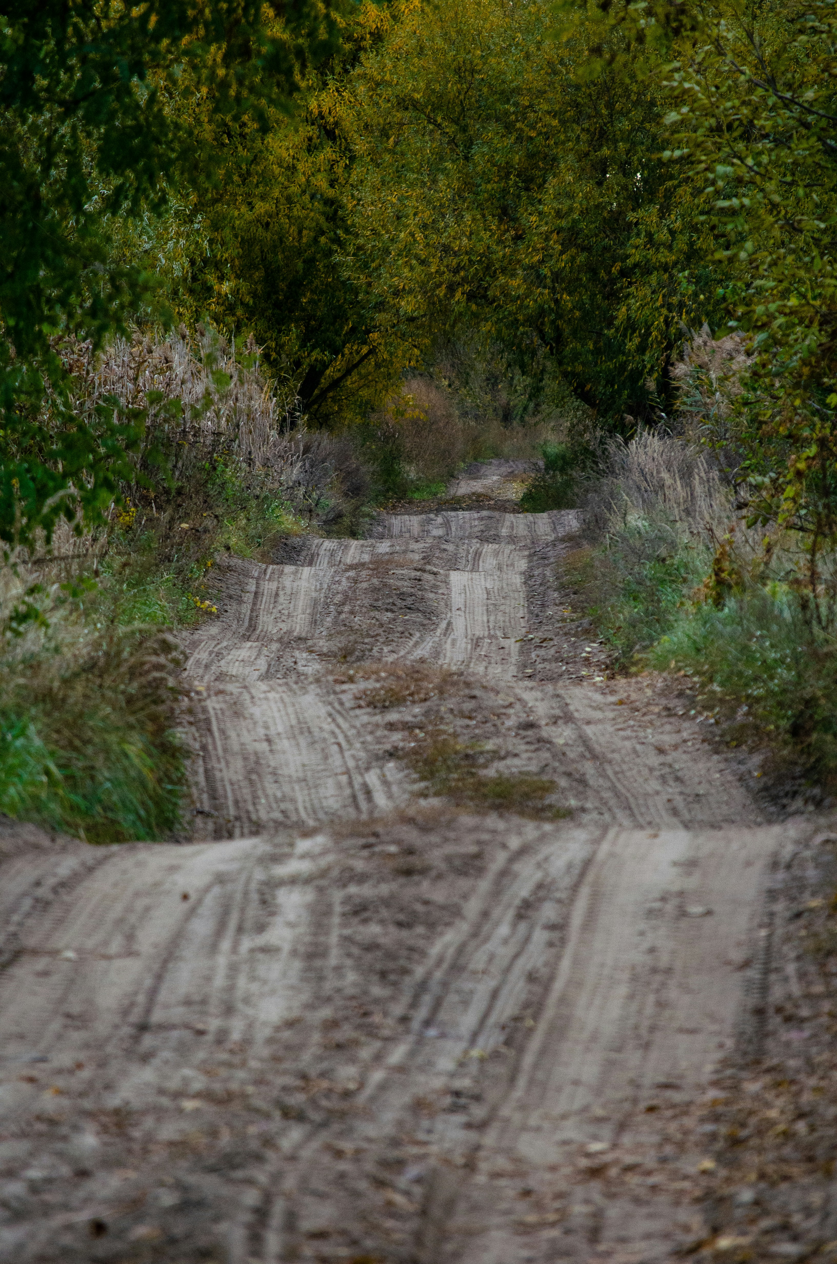 a dirt road with trees on either side of it