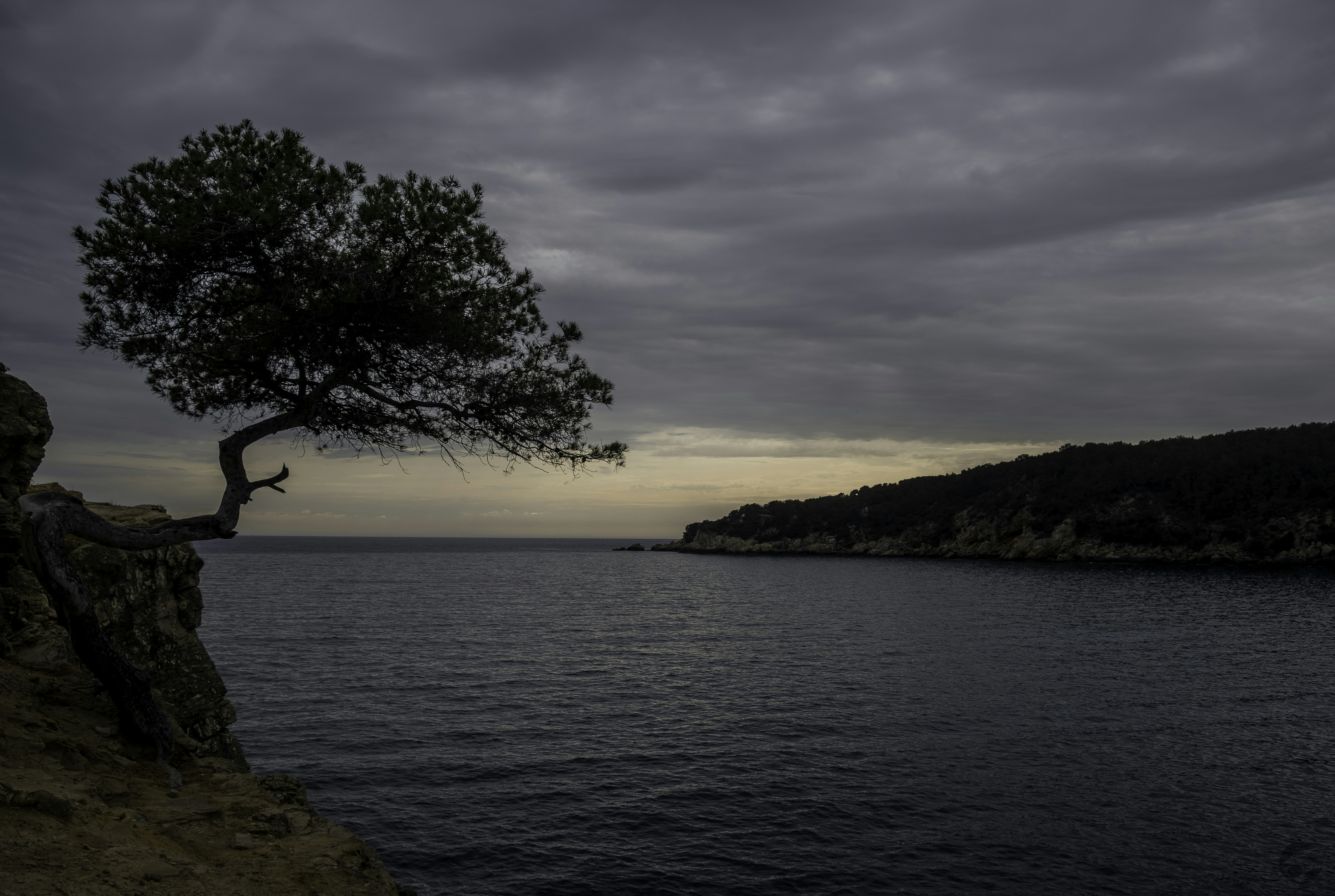 A tree next to a body of water photo – Free Le port d'alon Image on ...