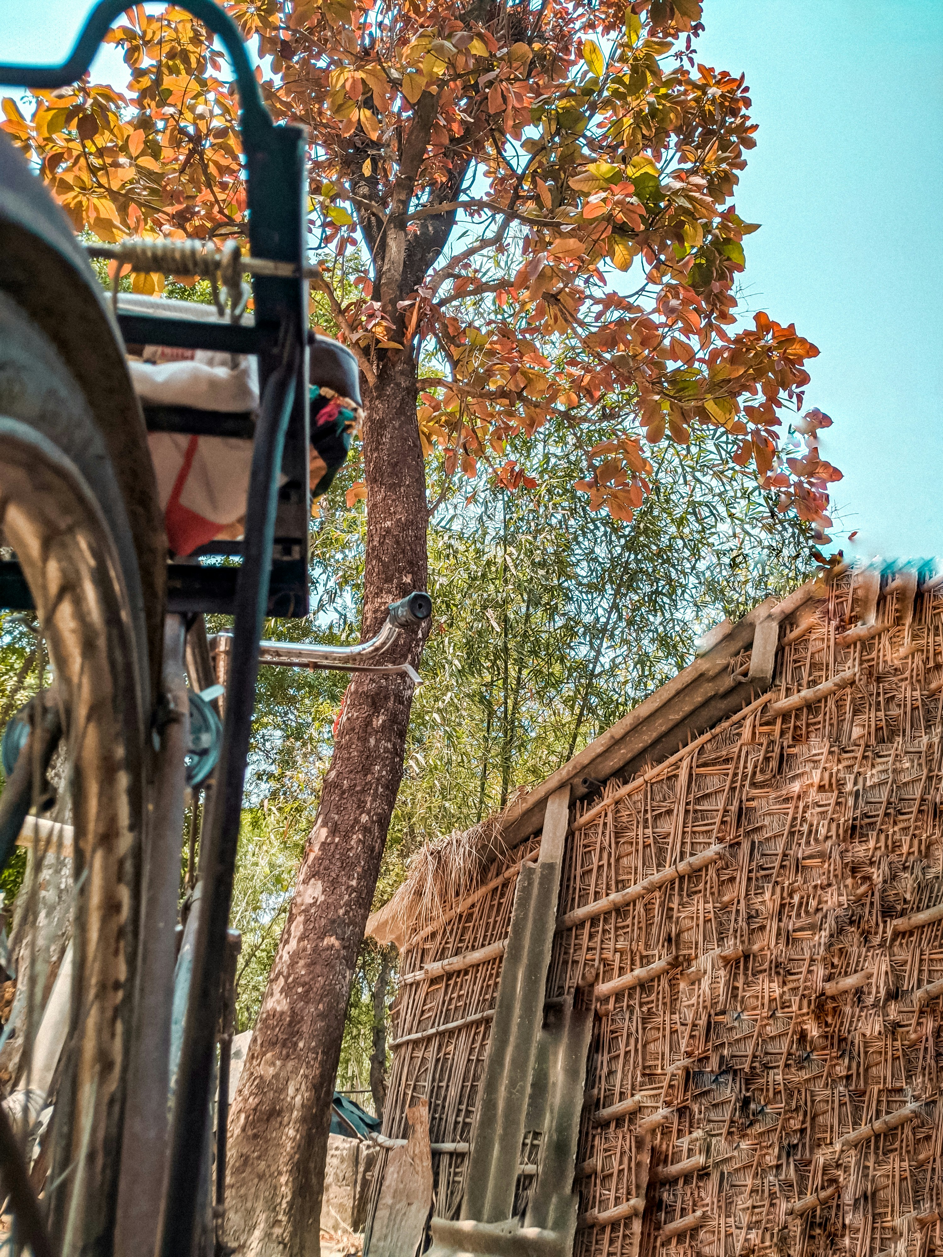 Autumn in Frame: A Bicycle by a Woven Fence Under Fiery Leaves