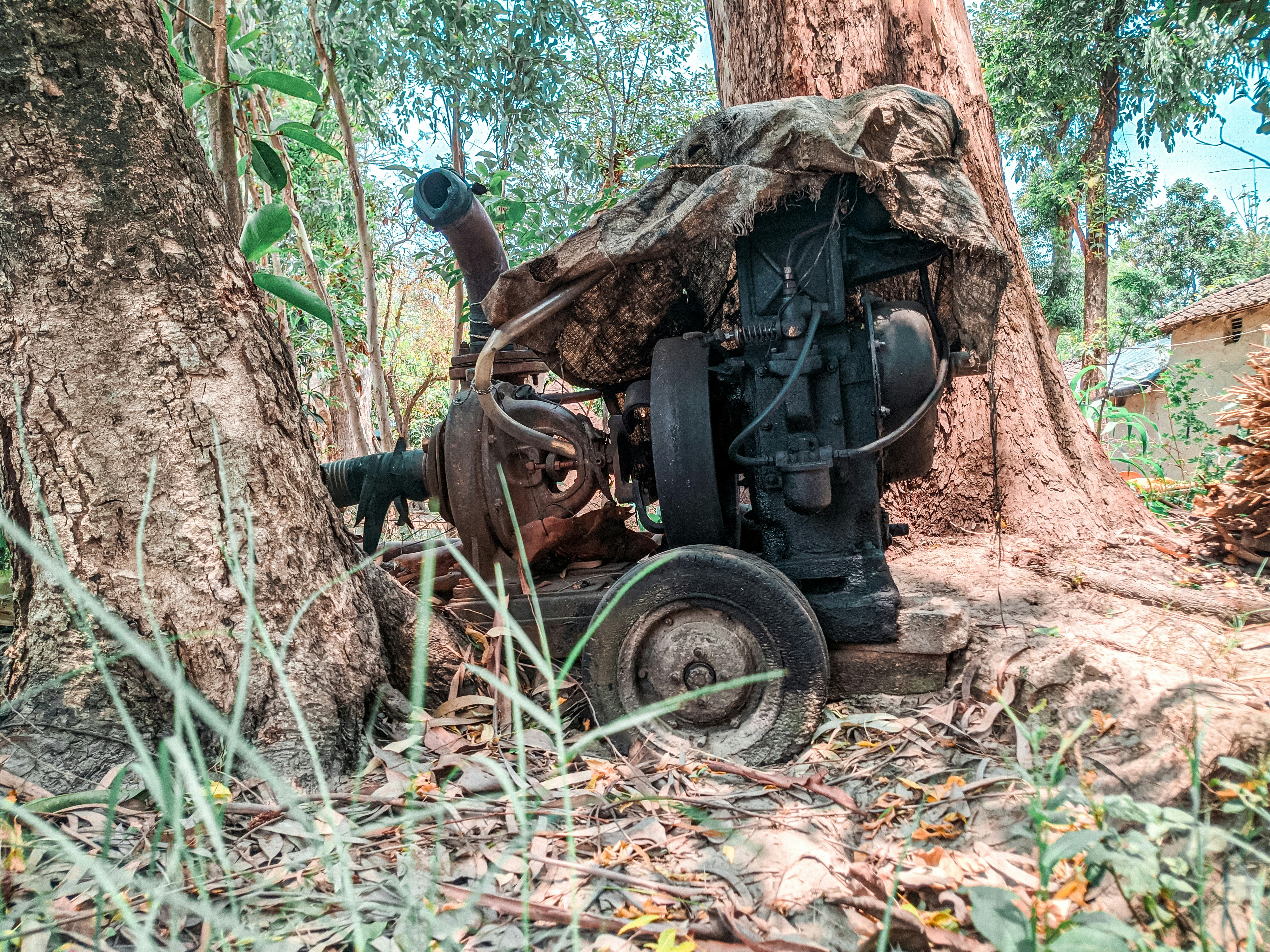 Foto Batang pohon besar dengan roda besar – Gambar Rumput Gratis di ...