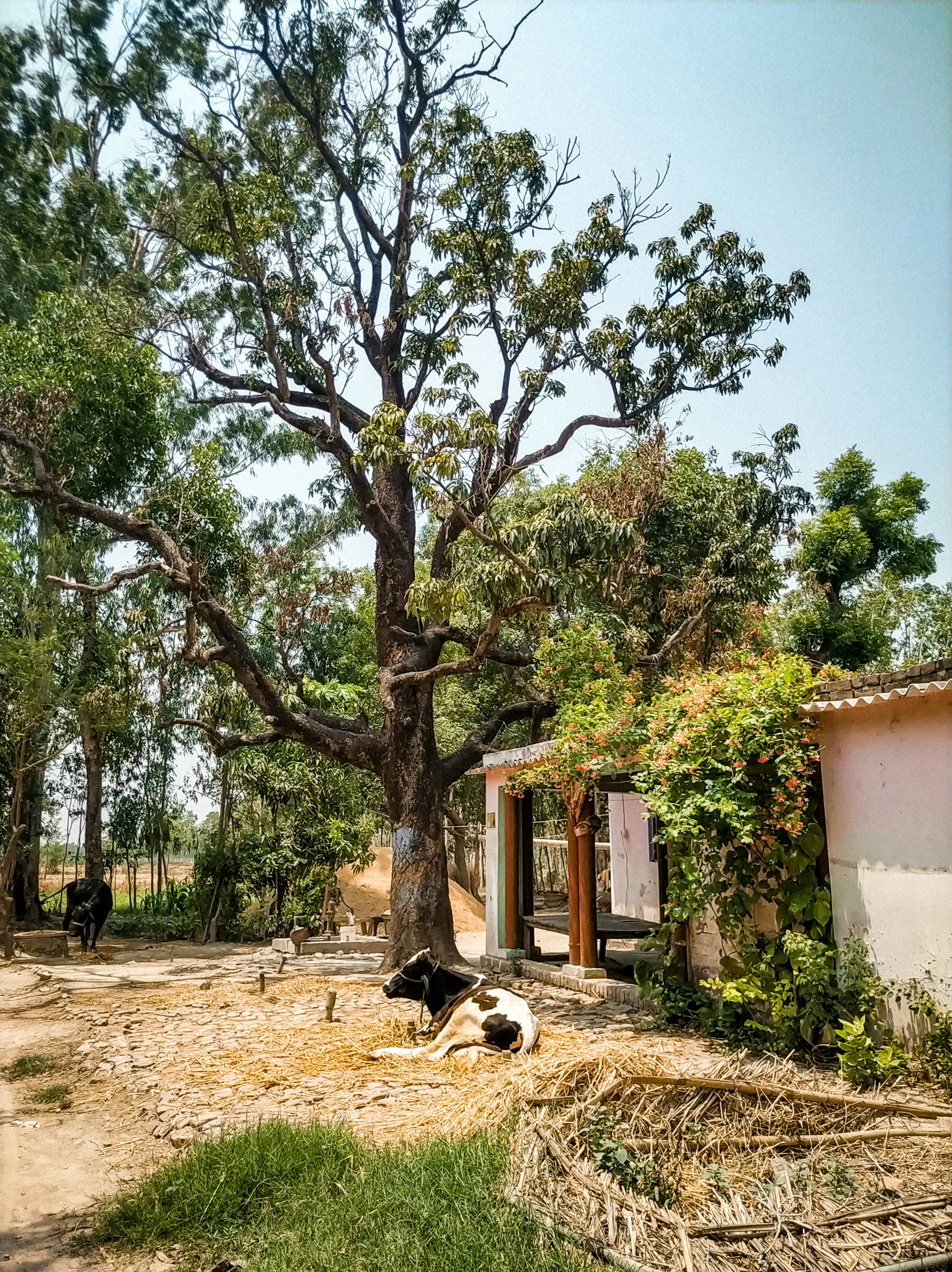 A group of animals outside a house photo – Free Uttar pradesh Image on ...