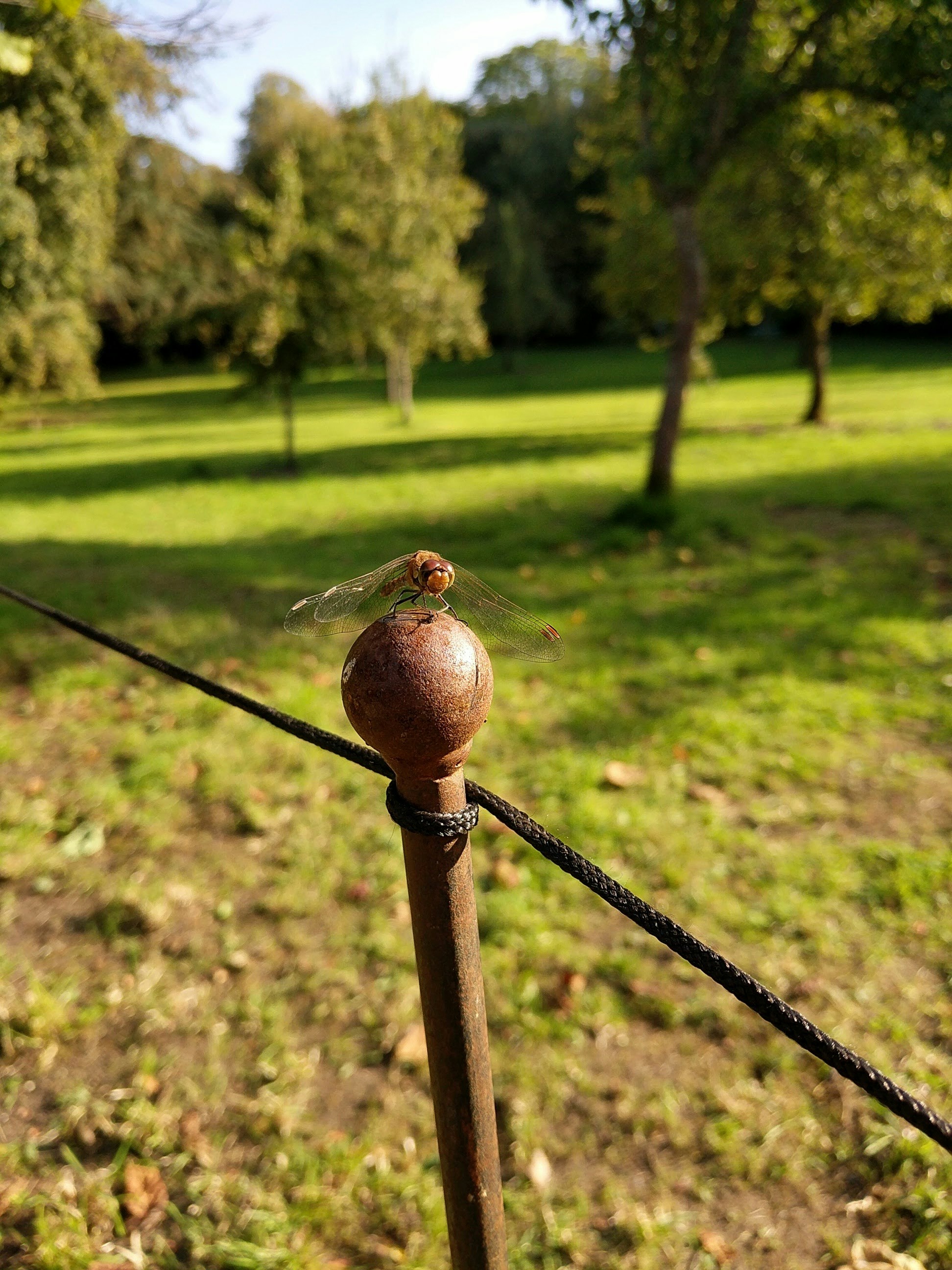 A snake on a stick photo – Free Mace club Image on Unsplash