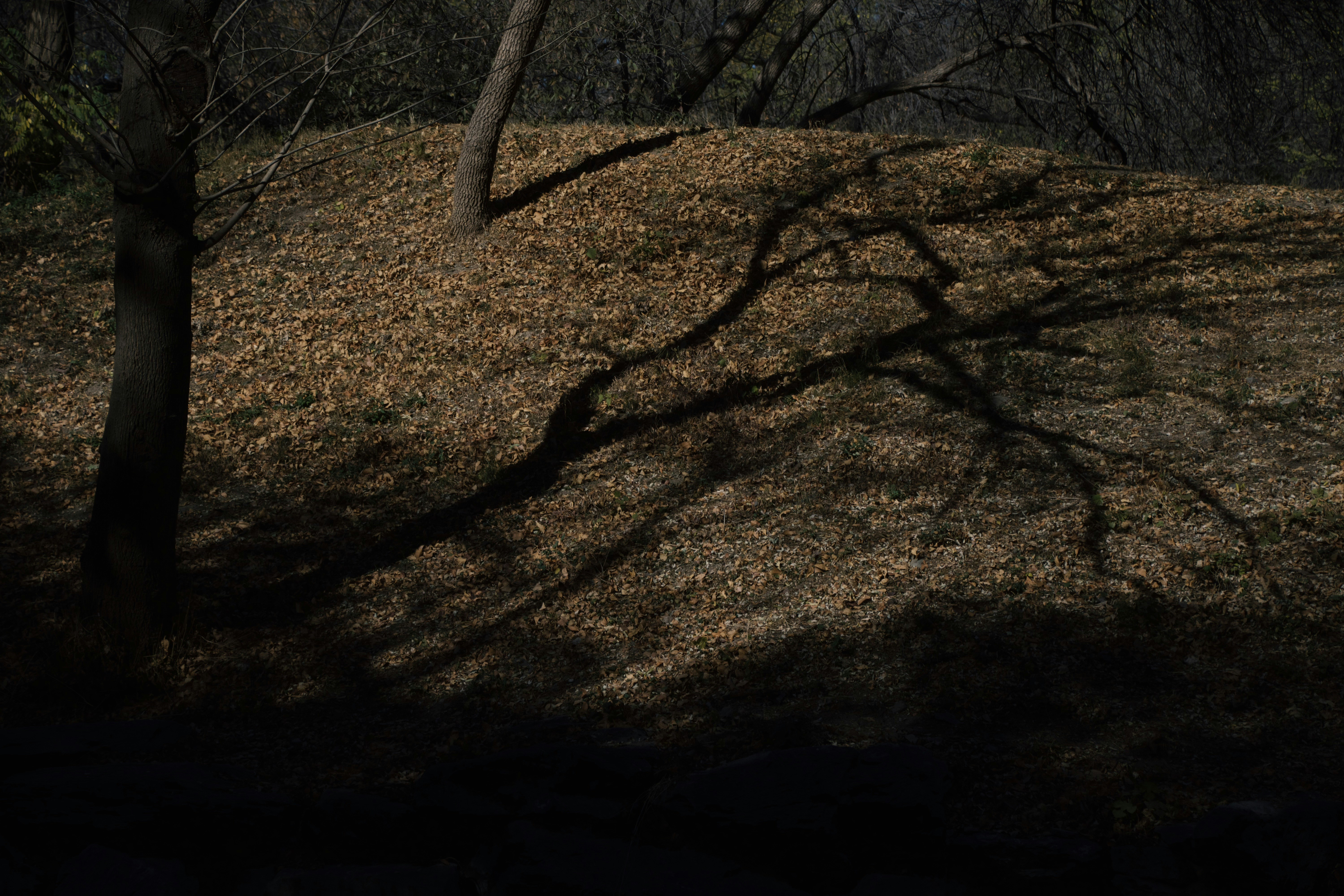 Branch Shadows Weaving Across a Leaf-Litter Slope
