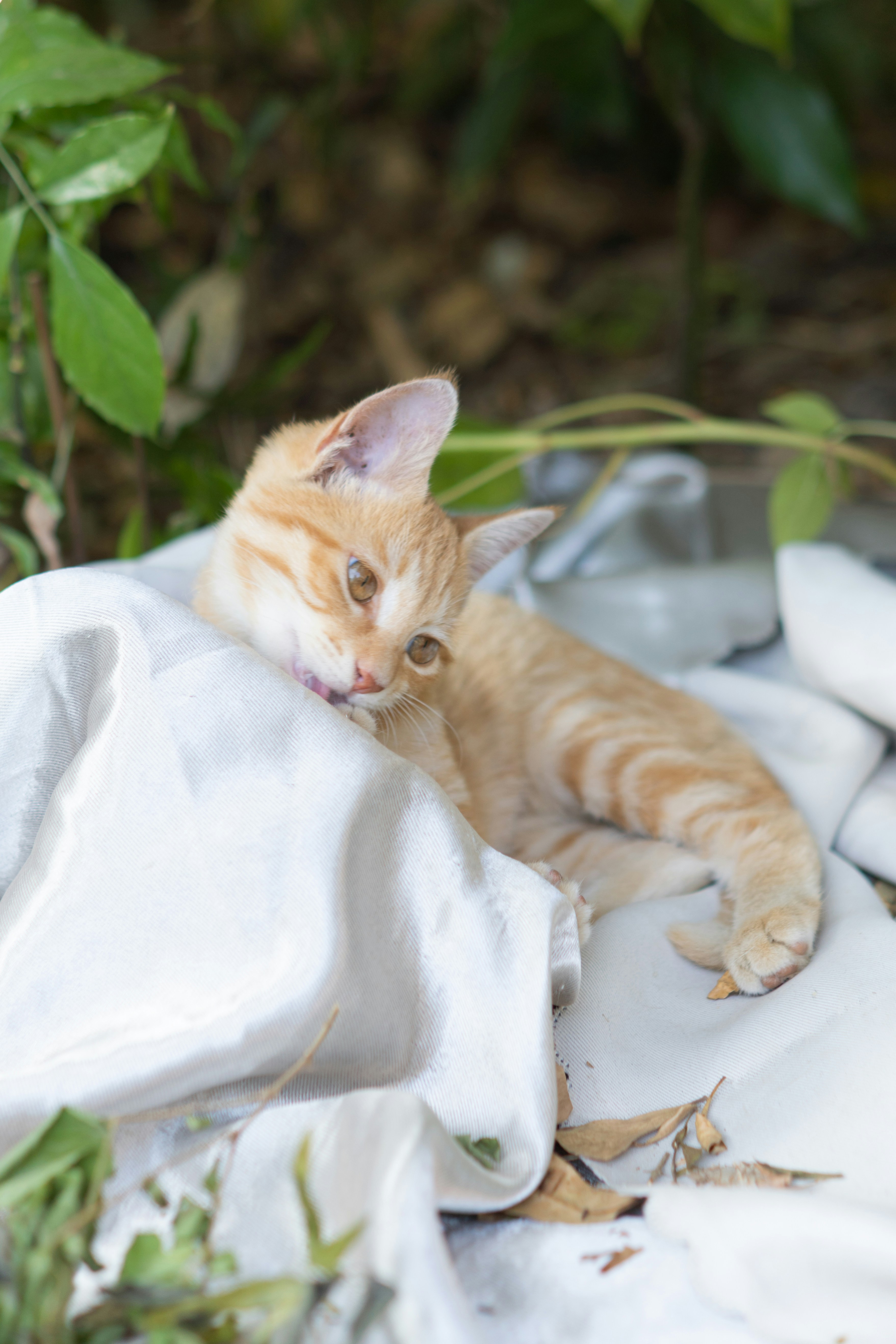 Curled-Up Ginger Curious: A Kitten's Quiet Pause