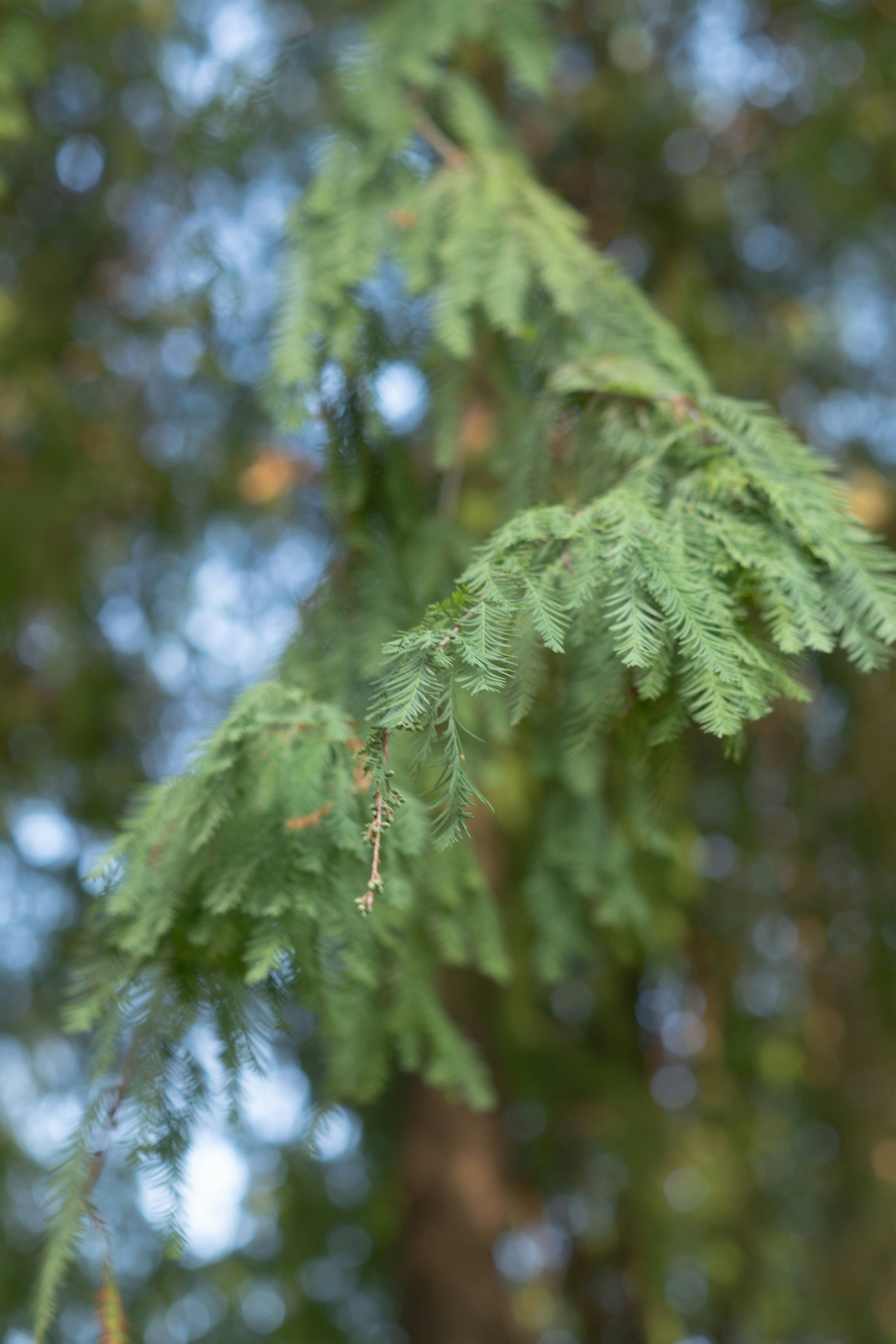 Gros plan d’une branche d’arbre photo – Photo La nature Gratuite sur ...