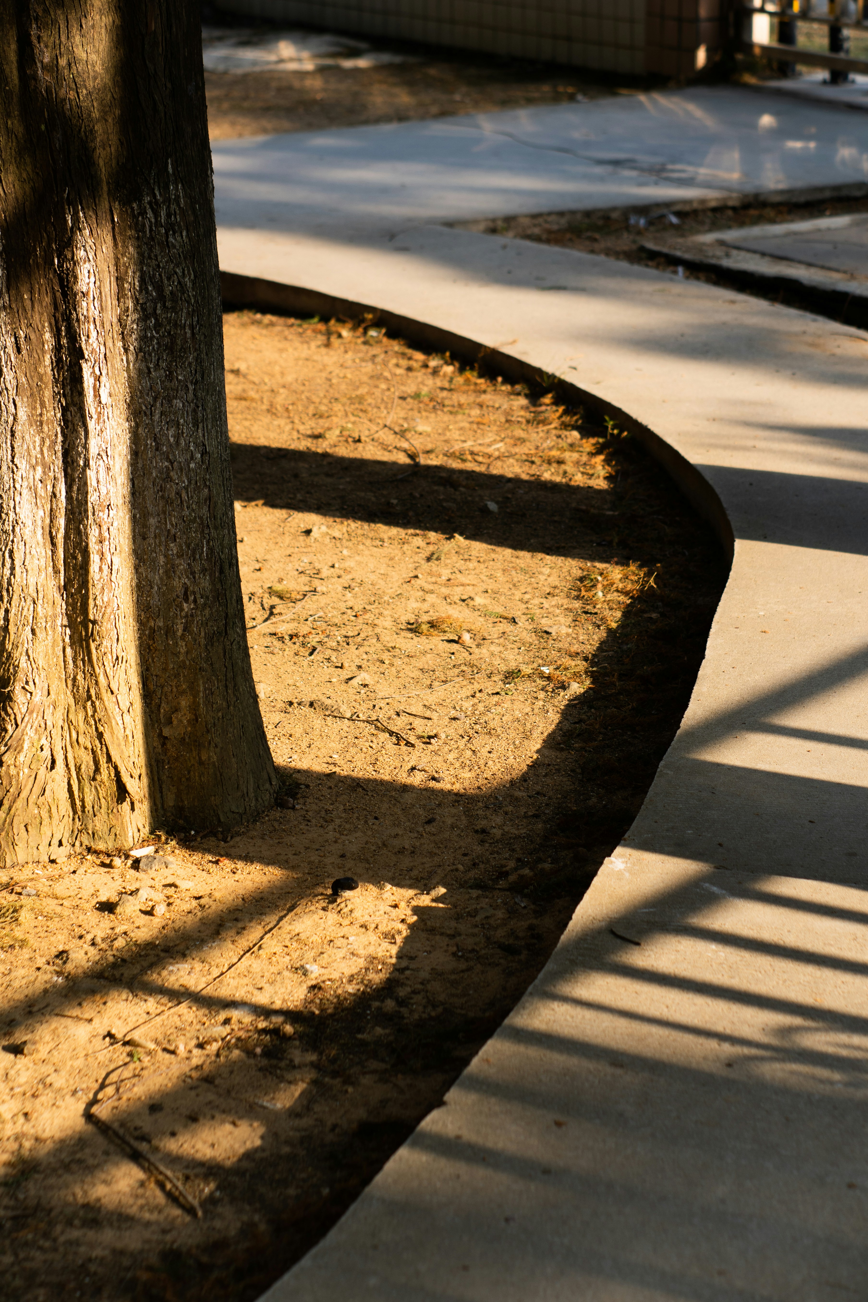 Sunlight filters through the branches, casting shadows on a winding pathway beside a tree trunk. The scene highlights the interplay of light and nature.